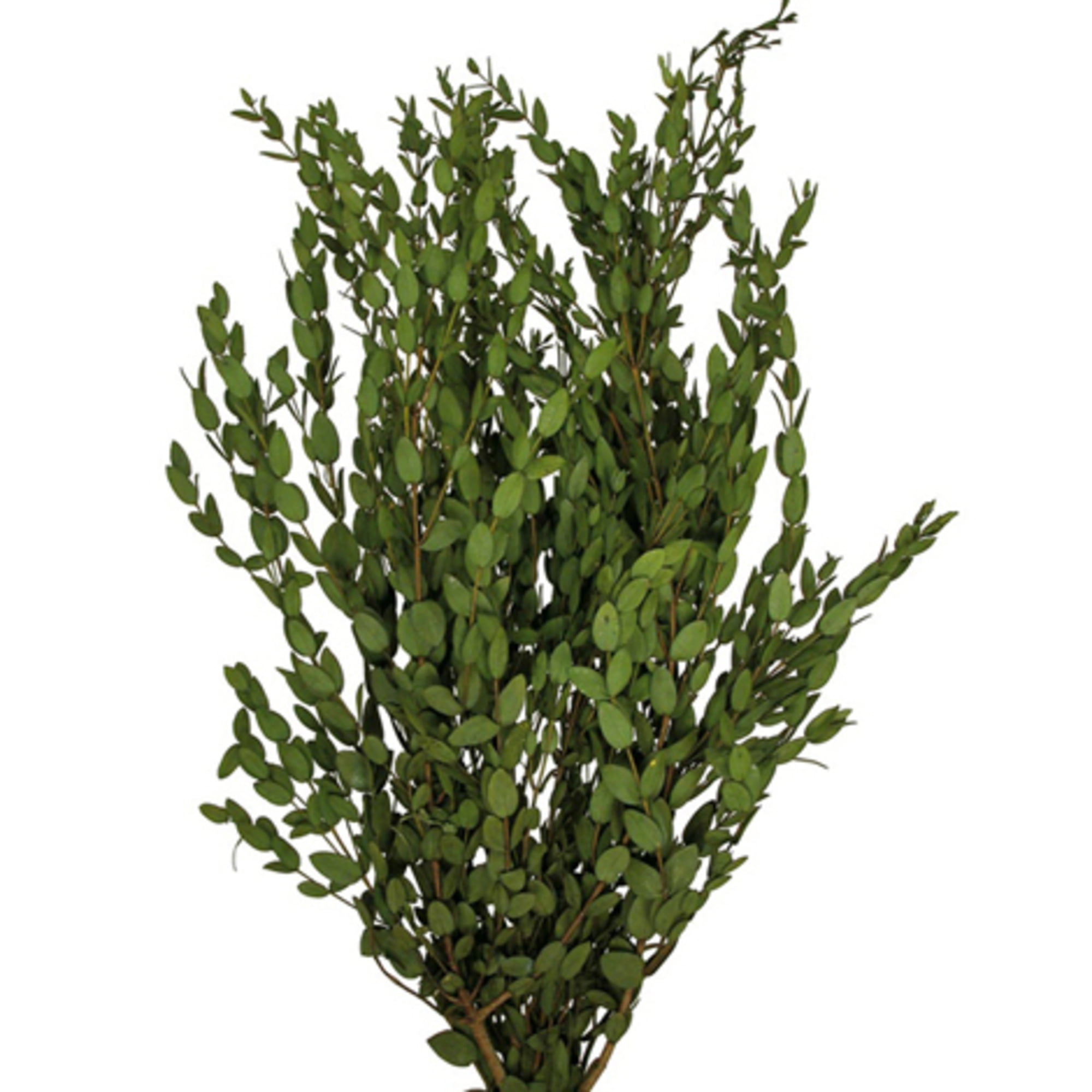 Vickerman 18-22" Green Parvafolia. 5oz Bundle. Preserved - Walmart.com