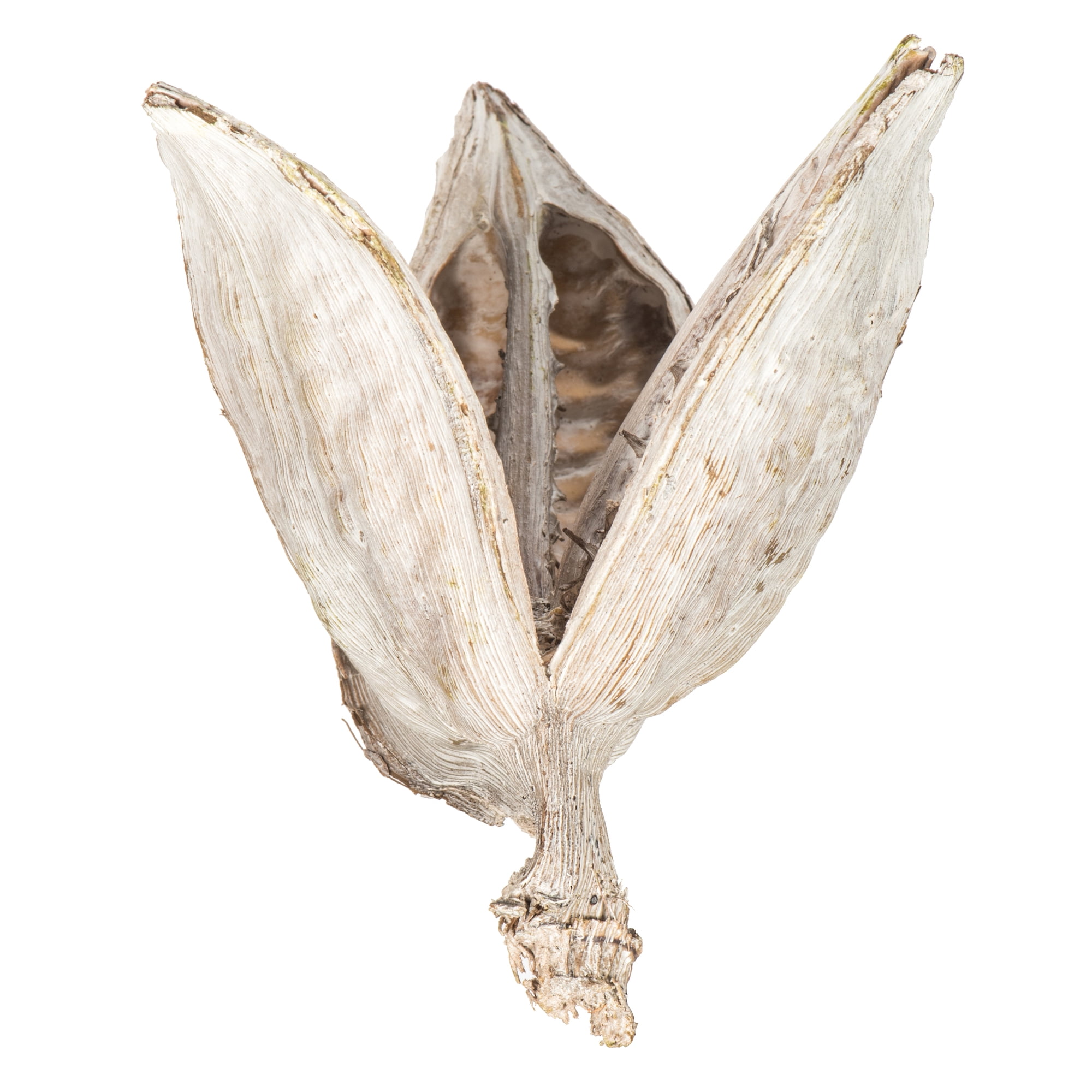 Vickerman 3-4" Bleached Sora Pods, Bulk Case, 25 per Case, Dried ...