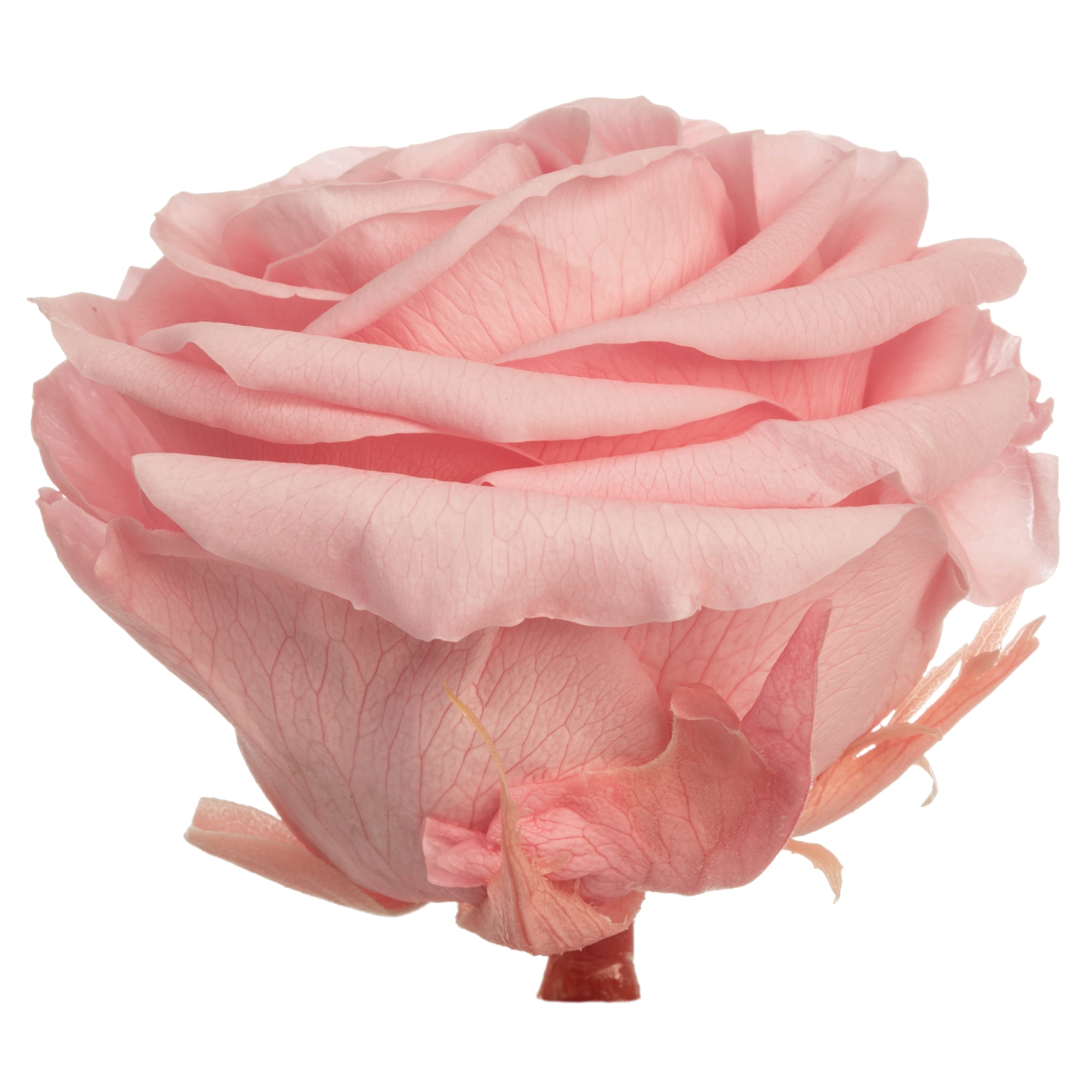 Vickerman 3.5-4" Light Pink Premium Rose Head, 4 piece, Preserved ...