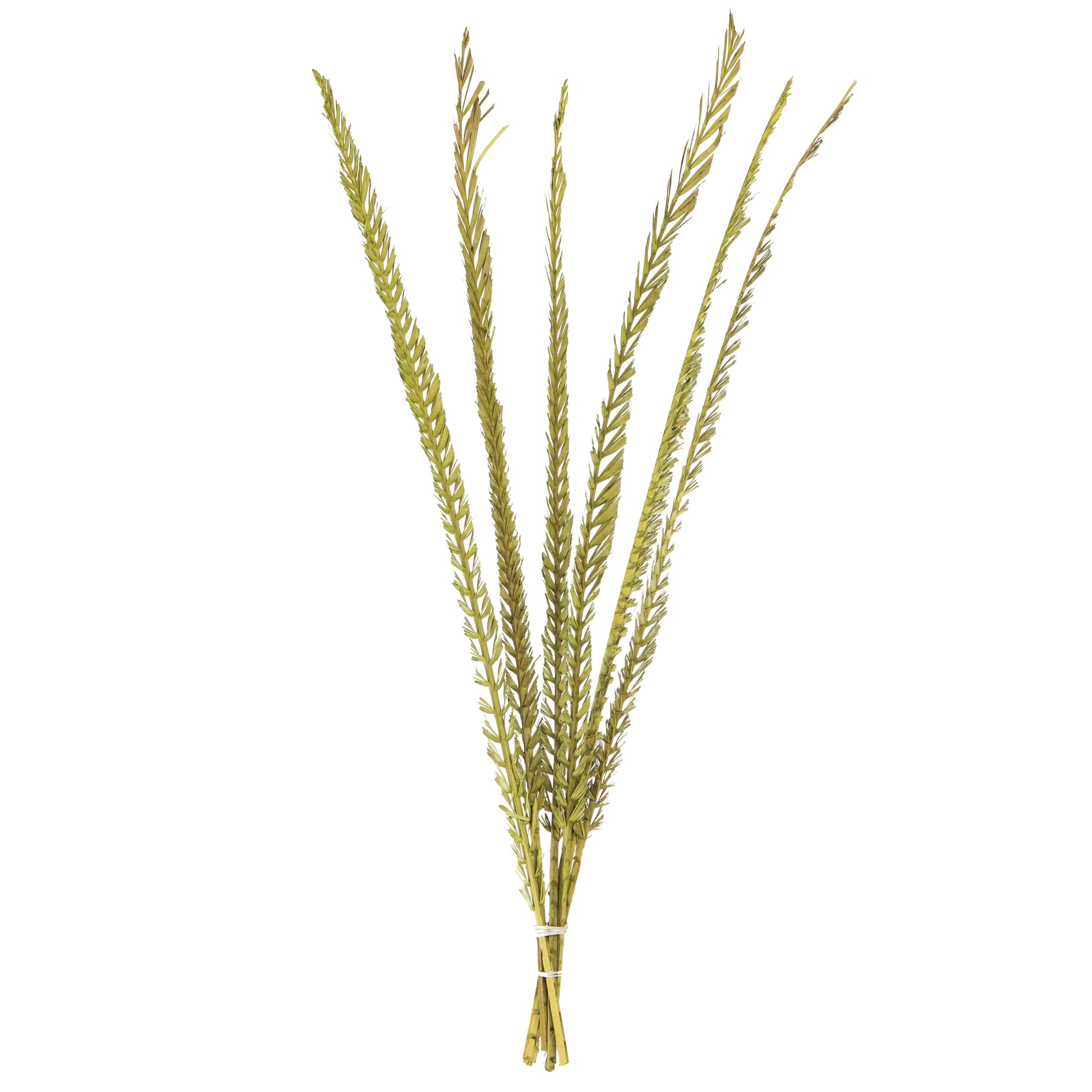 Vickerman 36-38" Basil Coco Palm Thin Spine, Basil, 6 STEM BU (CPD-10 ...