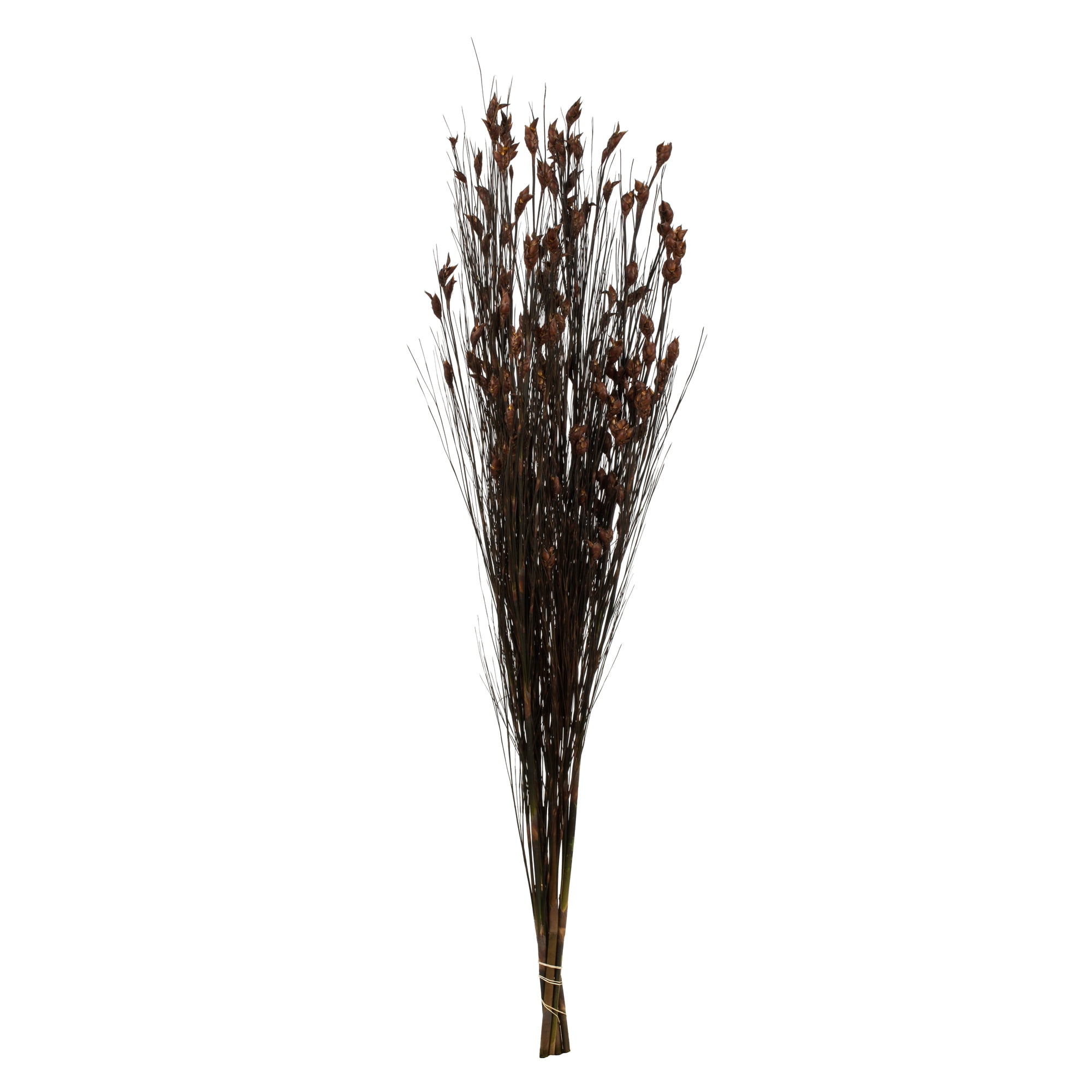 Vickerman 36-40" Brown Bell Grass with Seed Pods, 8-9 oz Bundle ...