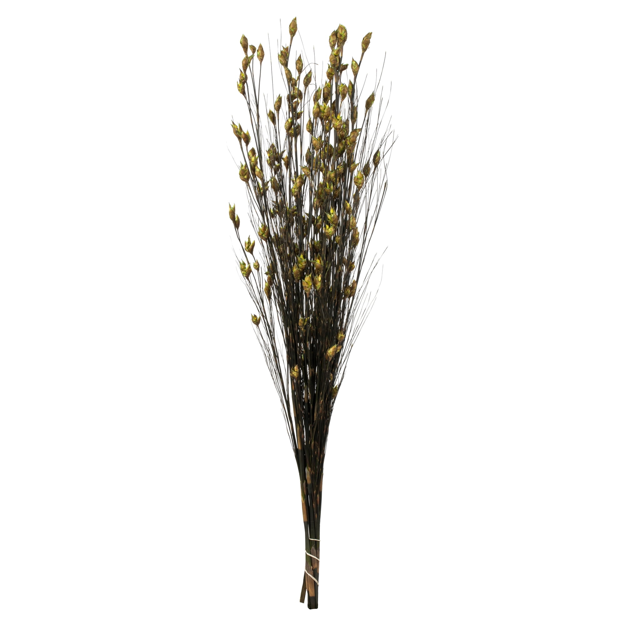 Vickerman 36-40" Long Stem Bell Grass with Basil Colored Seed Pods, 2 ...