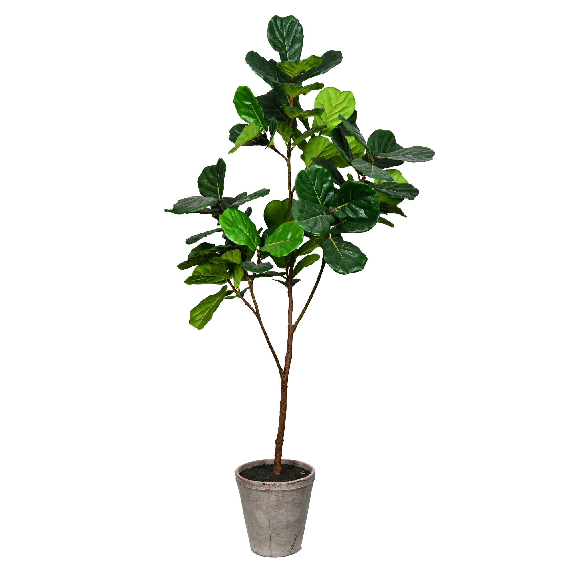 Vickerman 5' Artificial Green Fiddle Tree in Black Planters Pot ...
