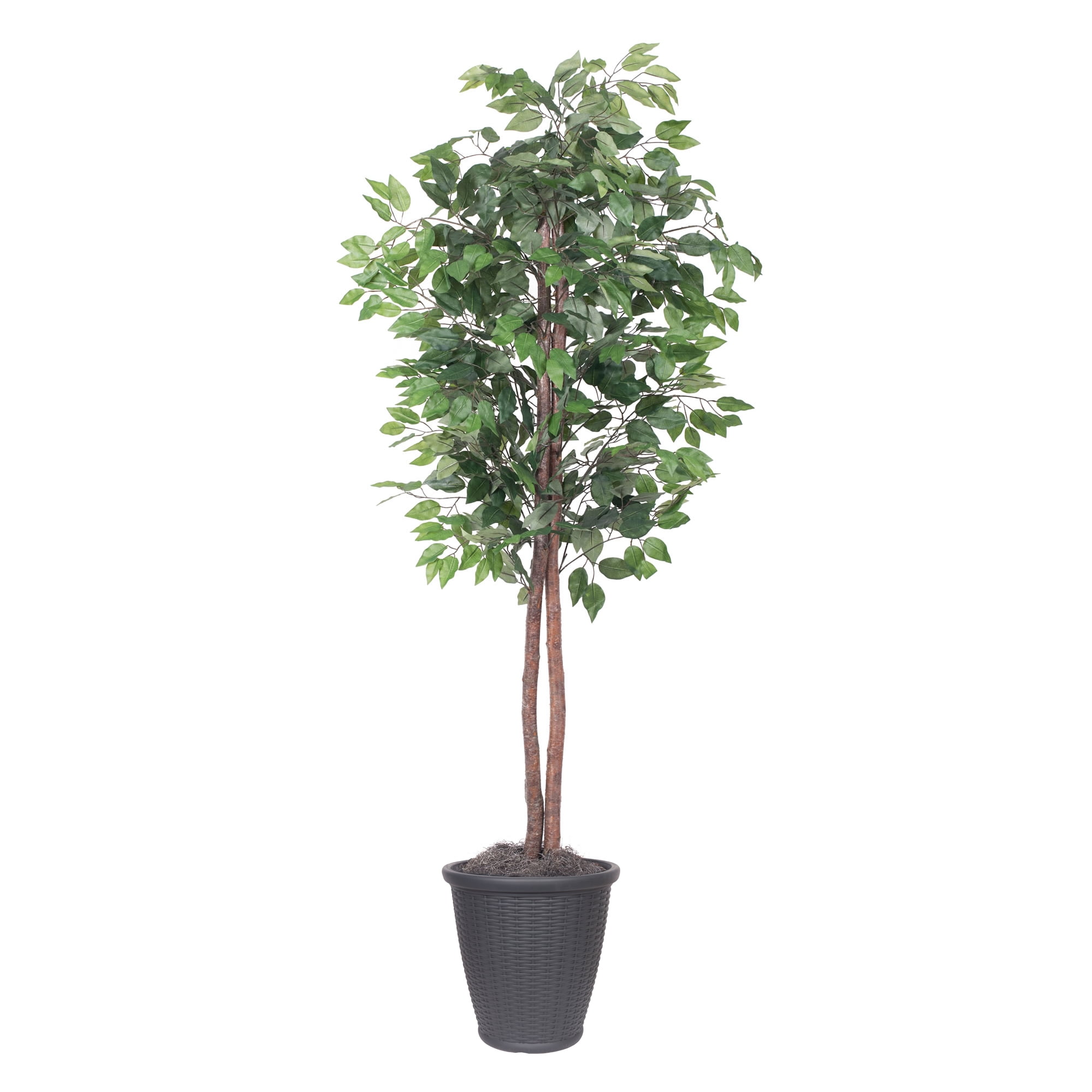 Vickerman 6' Artificial Ficus Tree , Made with Natural Hardwood trunks ...