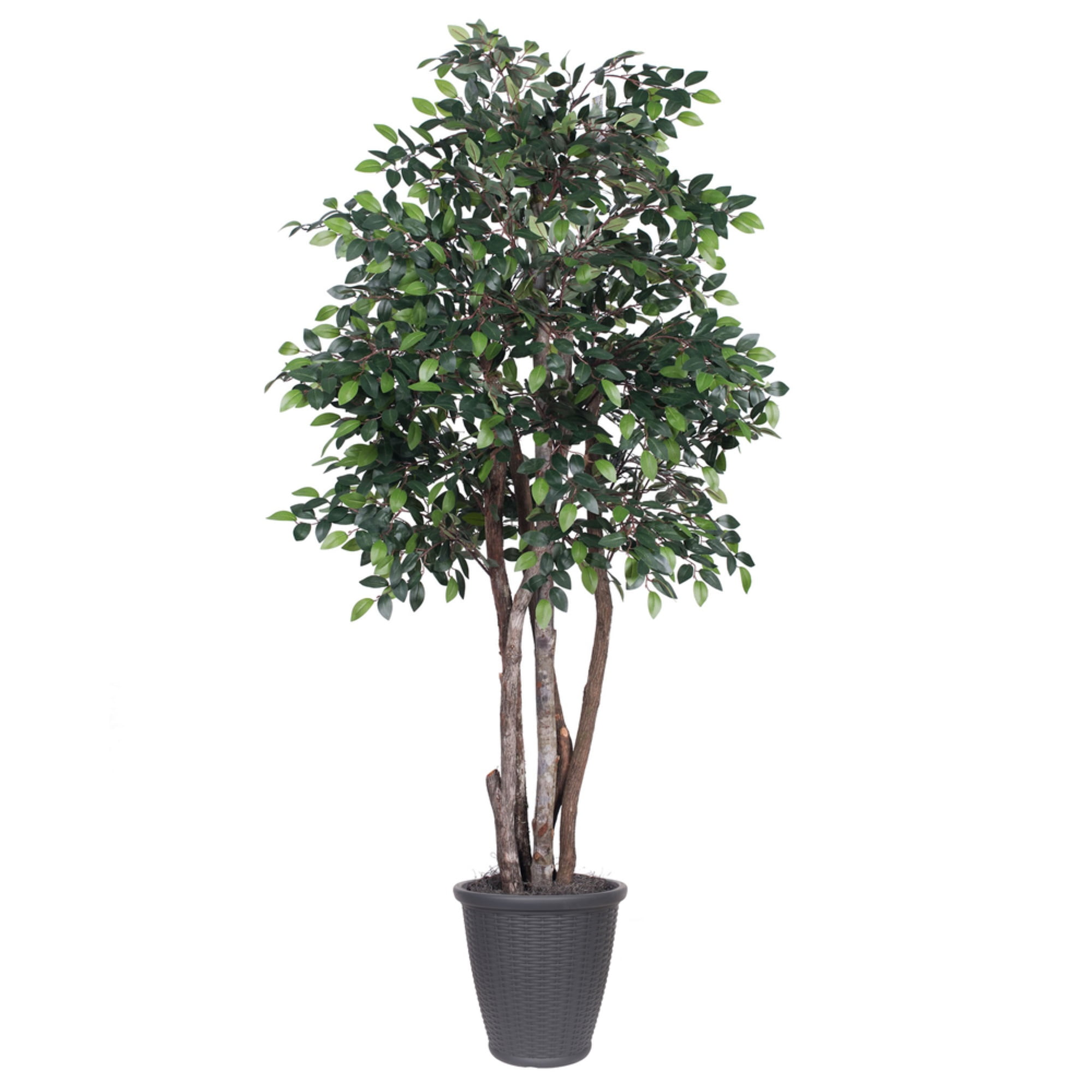 Vickerman TEX4260-RG 6 ft. Mini Ficus Executive Round Tree in Container ...