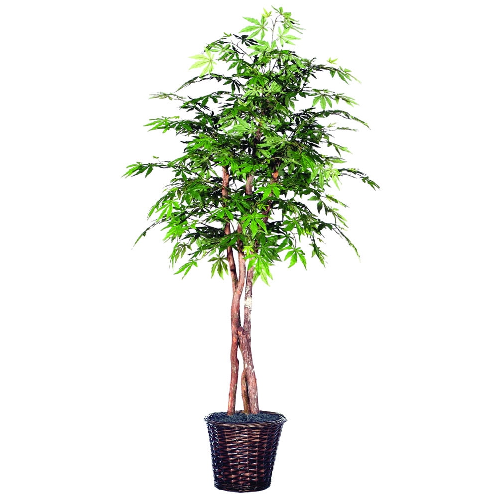 7Ft. Japanese Maple Heartland real Dragonwood trunks - Walmart.com