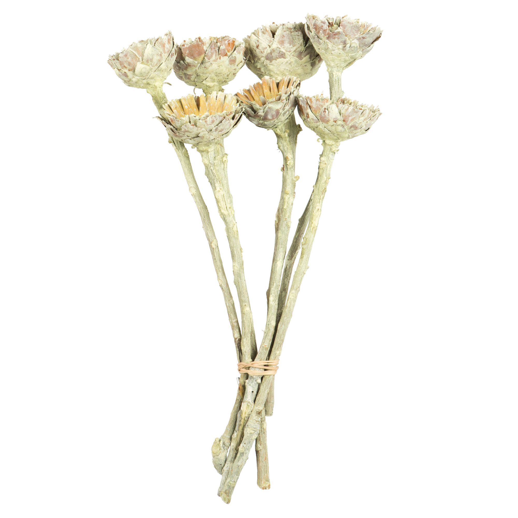 Vickerman 8-12" Frosted Basil Rosette Compacta - Sleeved 7 stems, Dried ...