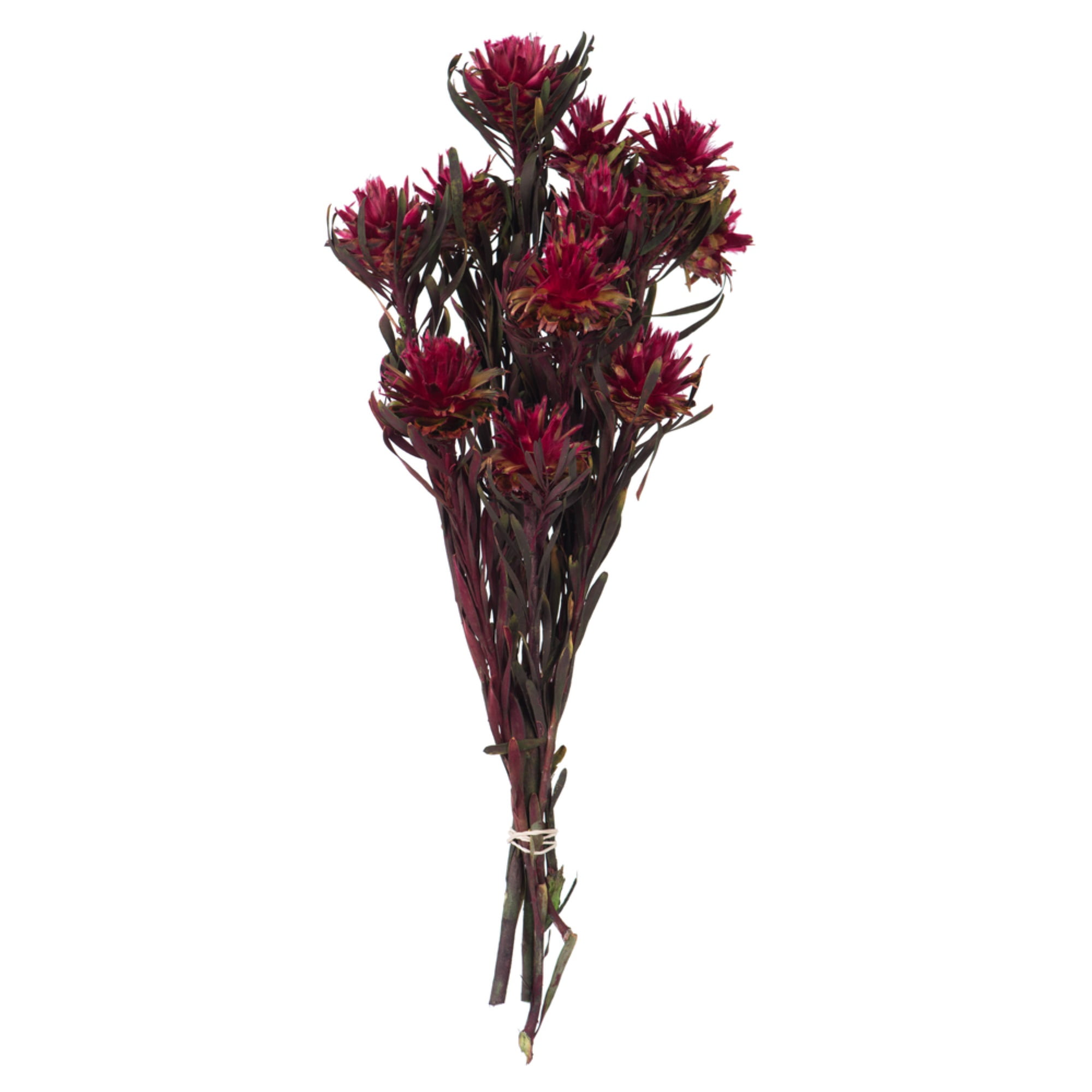 Vickerman 8-20" Merlot Plumosum, Female 8 flower heads per bundle ...