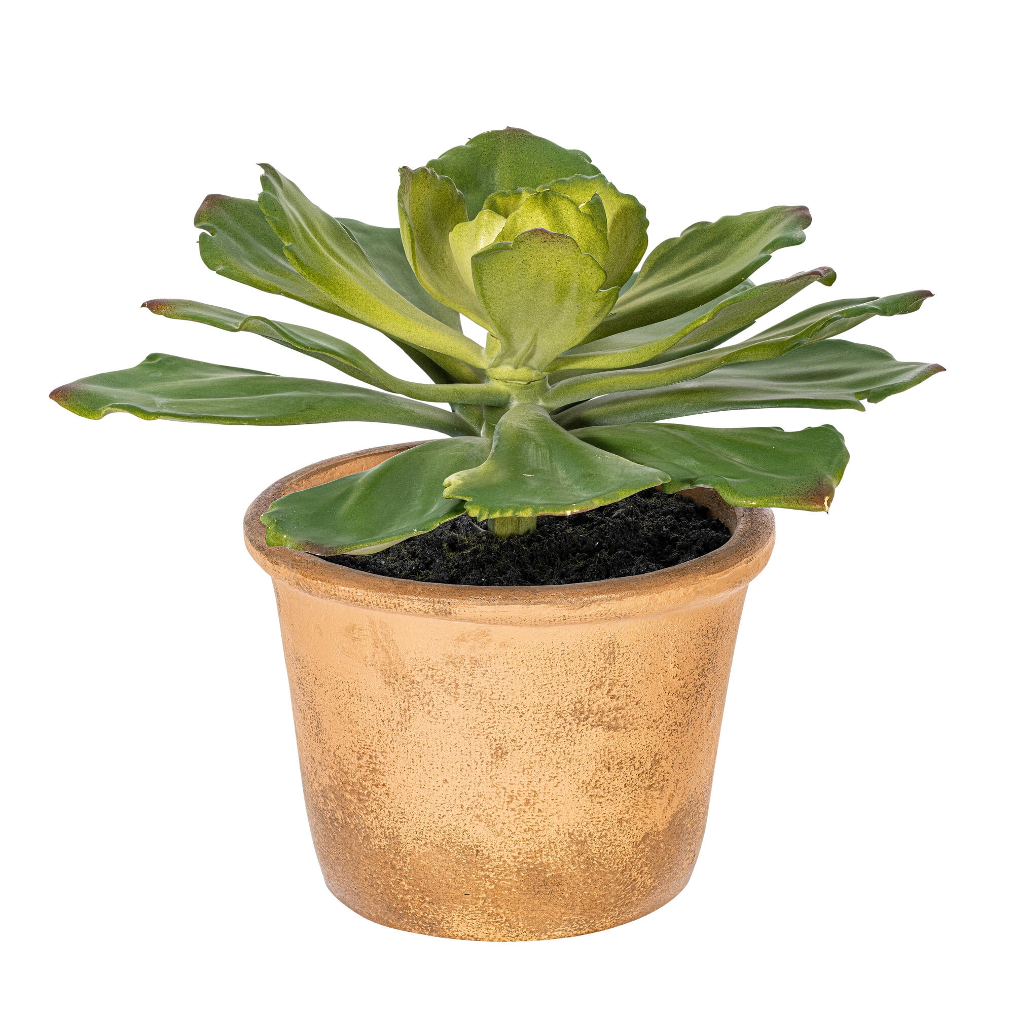 Vickerman 9" Artificial Succulent, Paper Pot. - Walmart Business Supplies