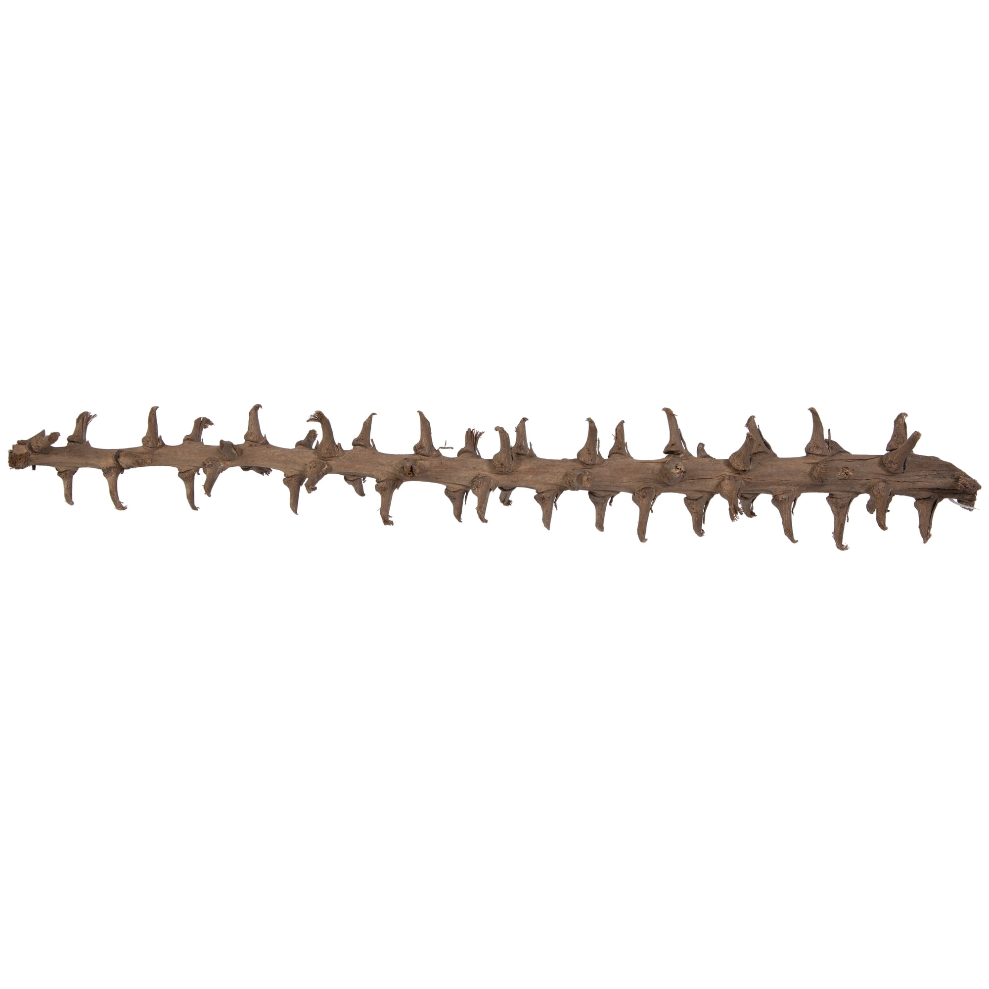 Vickerman Natural Botanicals 32" Coco Exotica, Natural 2 pieces per ...