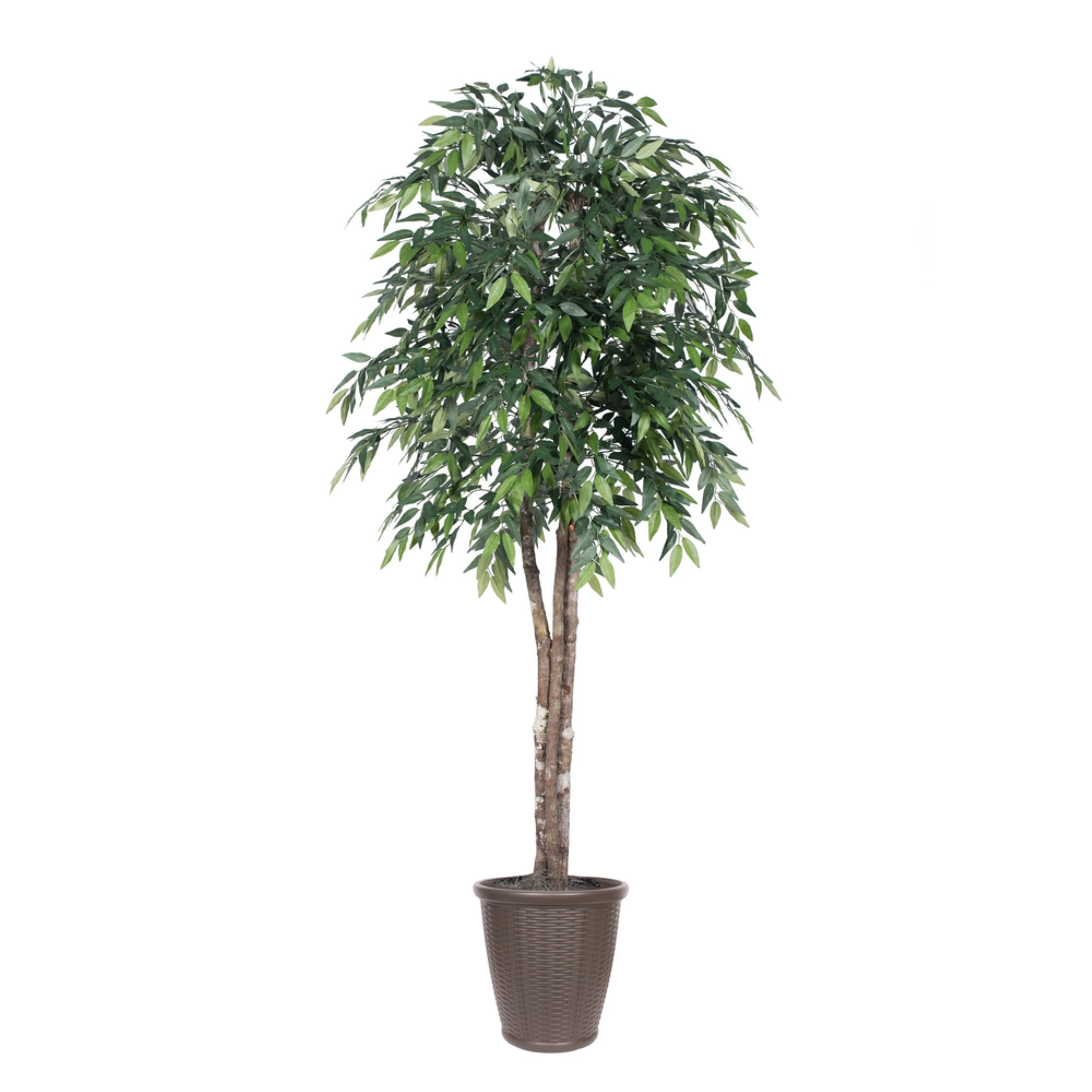 Vickerman TDX1460-RB 6 ft. Green Smilax Deluxe Round Tree in Container, Green & Brown - Walmart.com