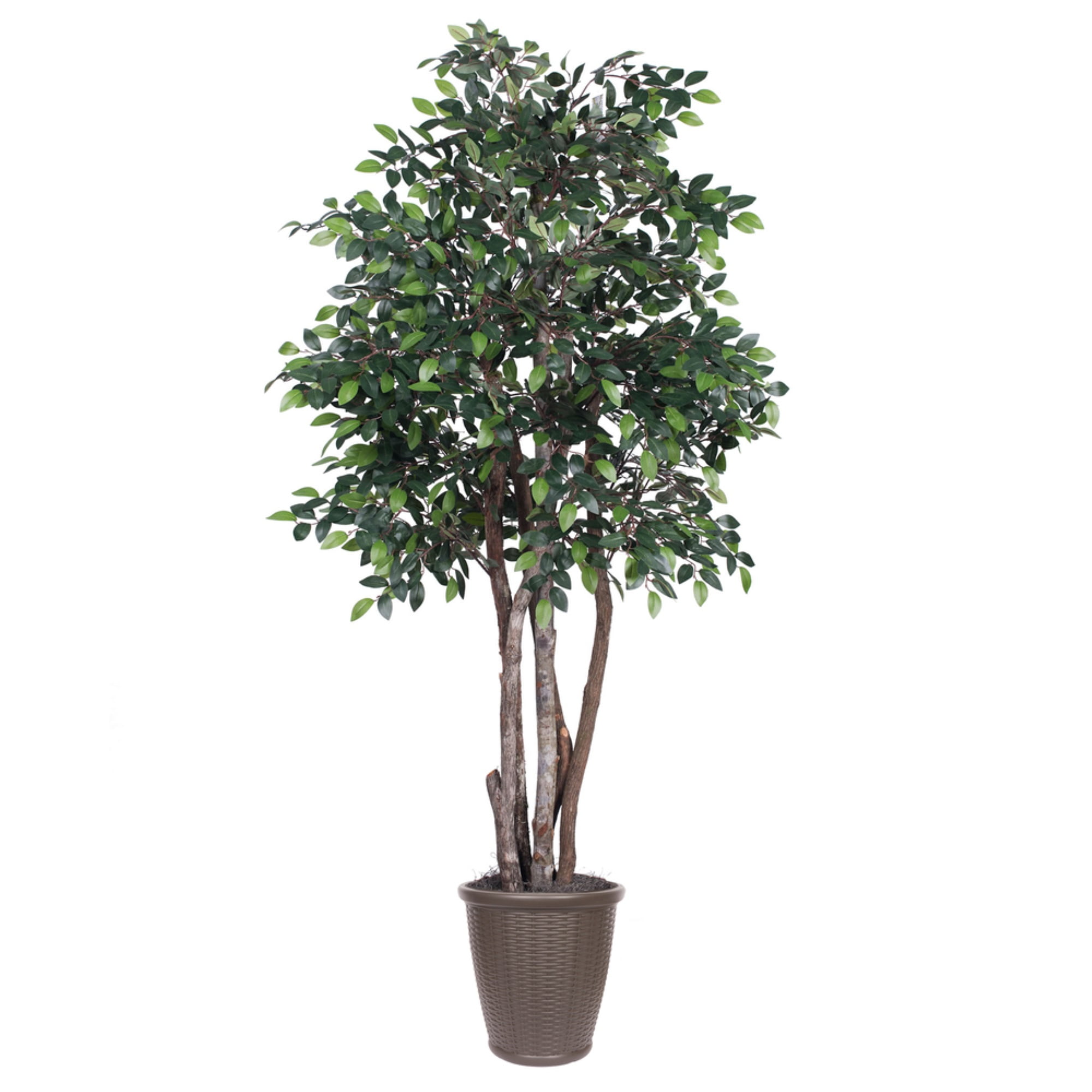 Vickerman TEX4260-RB 6 ft. Mini Ficus Executive Round Tree in Container ...
