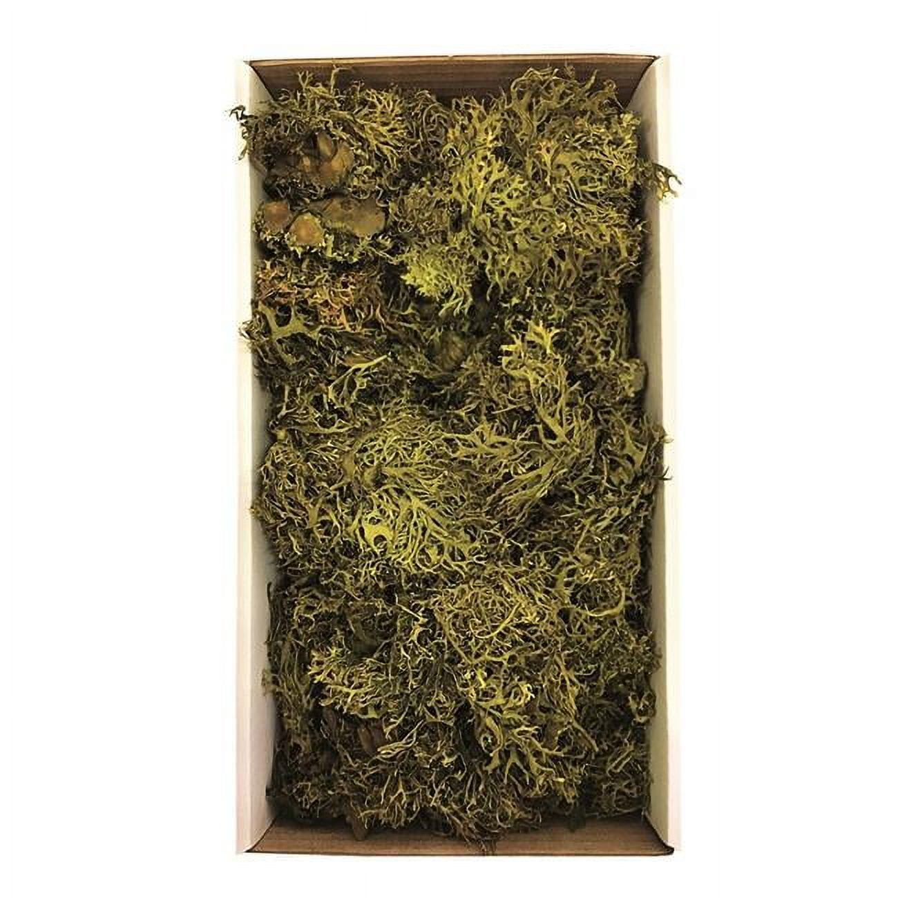 Vickerman Tray Moss Green Moss, Wolf Lichen - 8-9 oz, Preserved ...