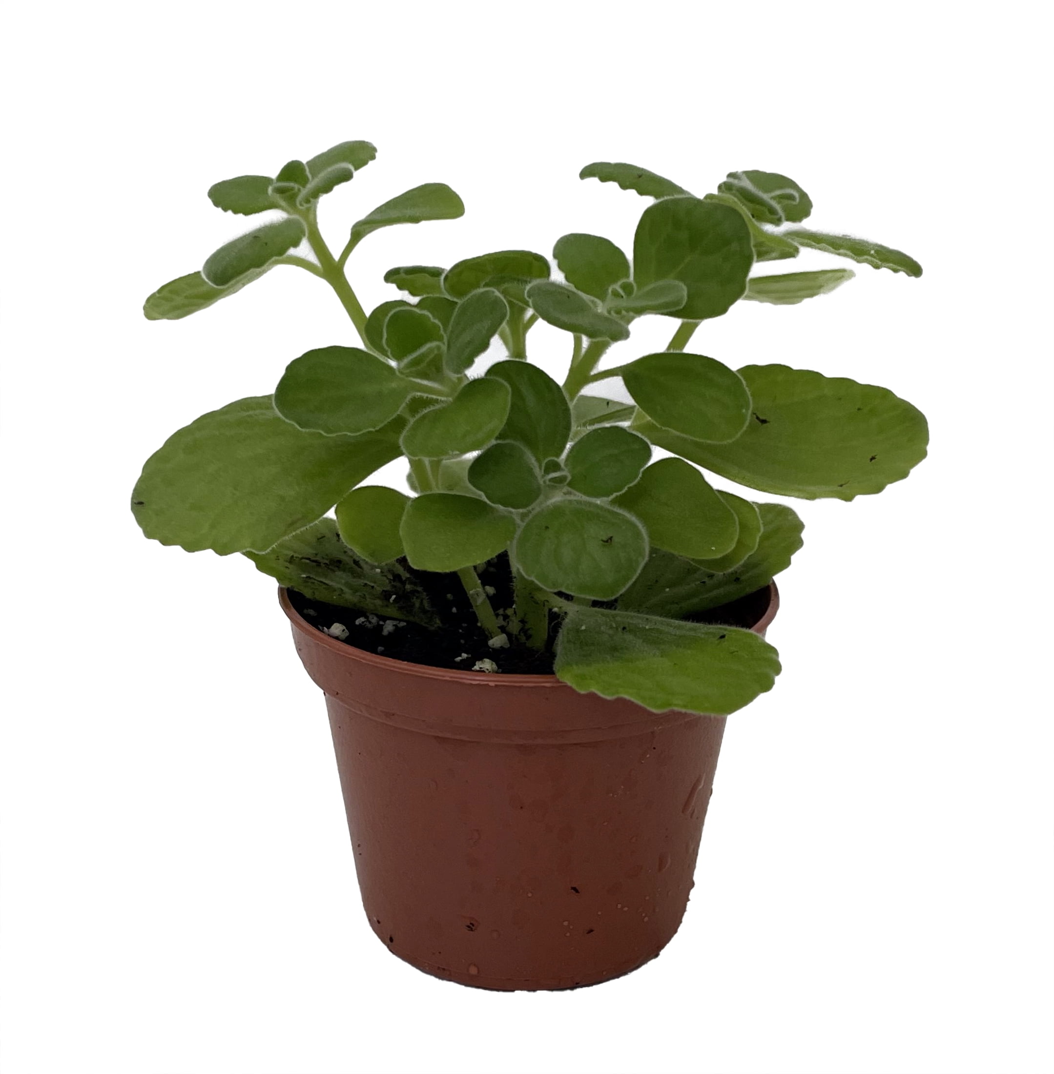 Vicks Swedish Ivy Plant - Plectranthus - 2.5" Pot - Walmart.com