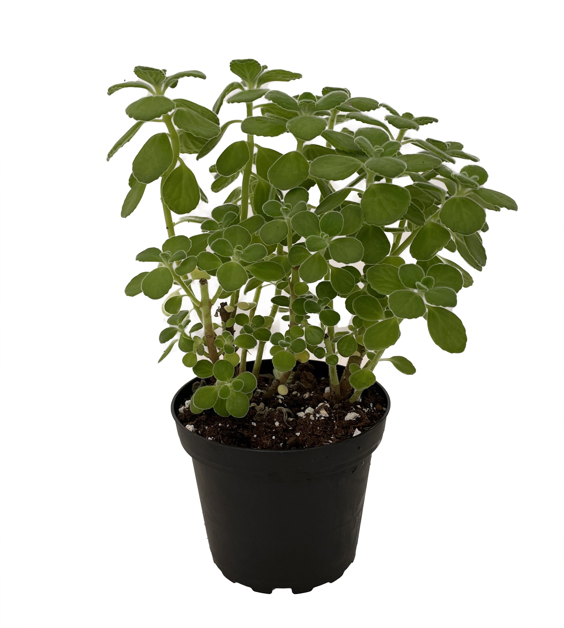 Vicks Swedish Ivy Plant - Plectranthus tomentosa - 4" Pot - Walmart.com