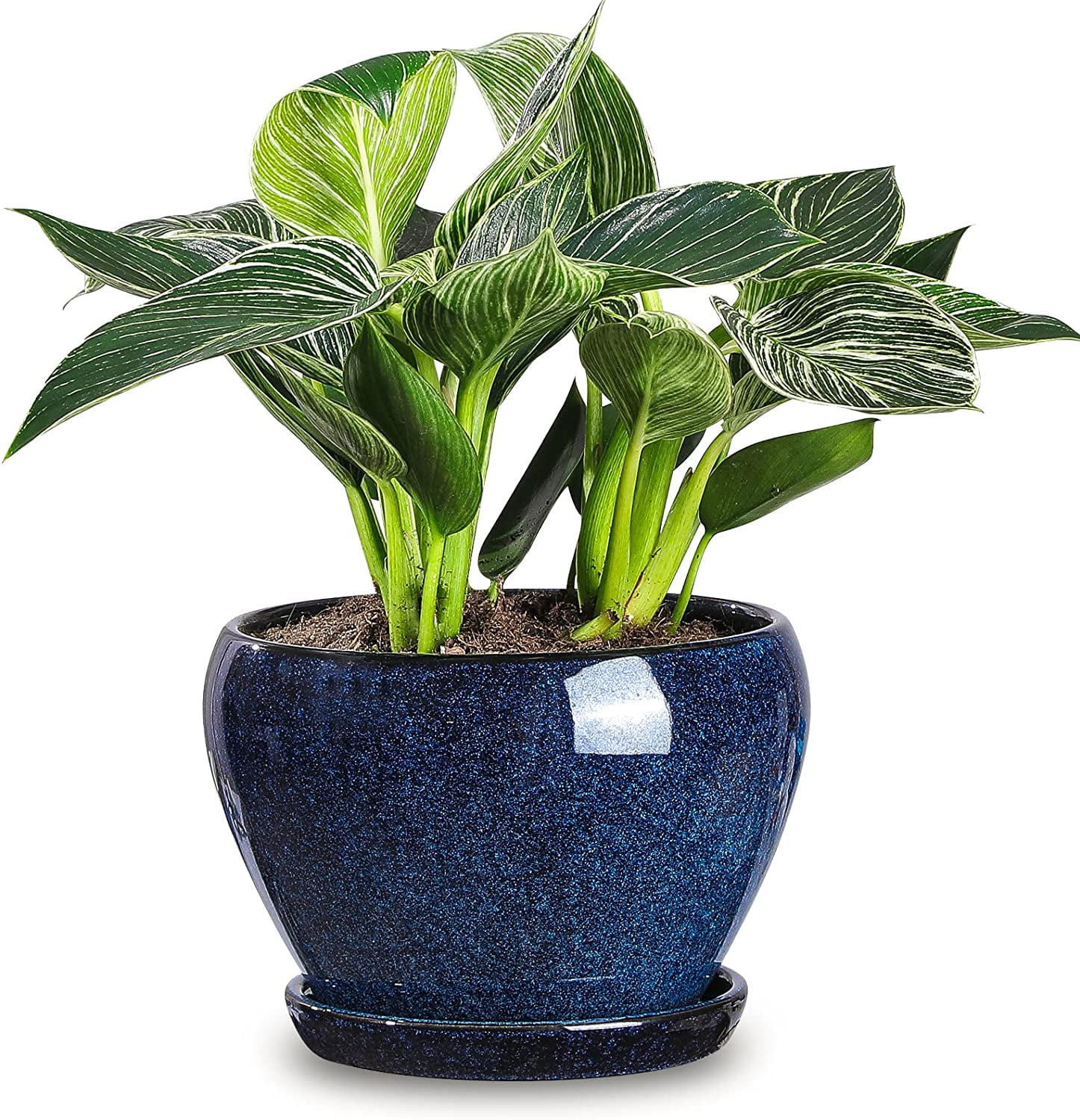 Vicrays 6.5 Inch Ceramic Planter Pot with Drain And Saucer - For Home ...