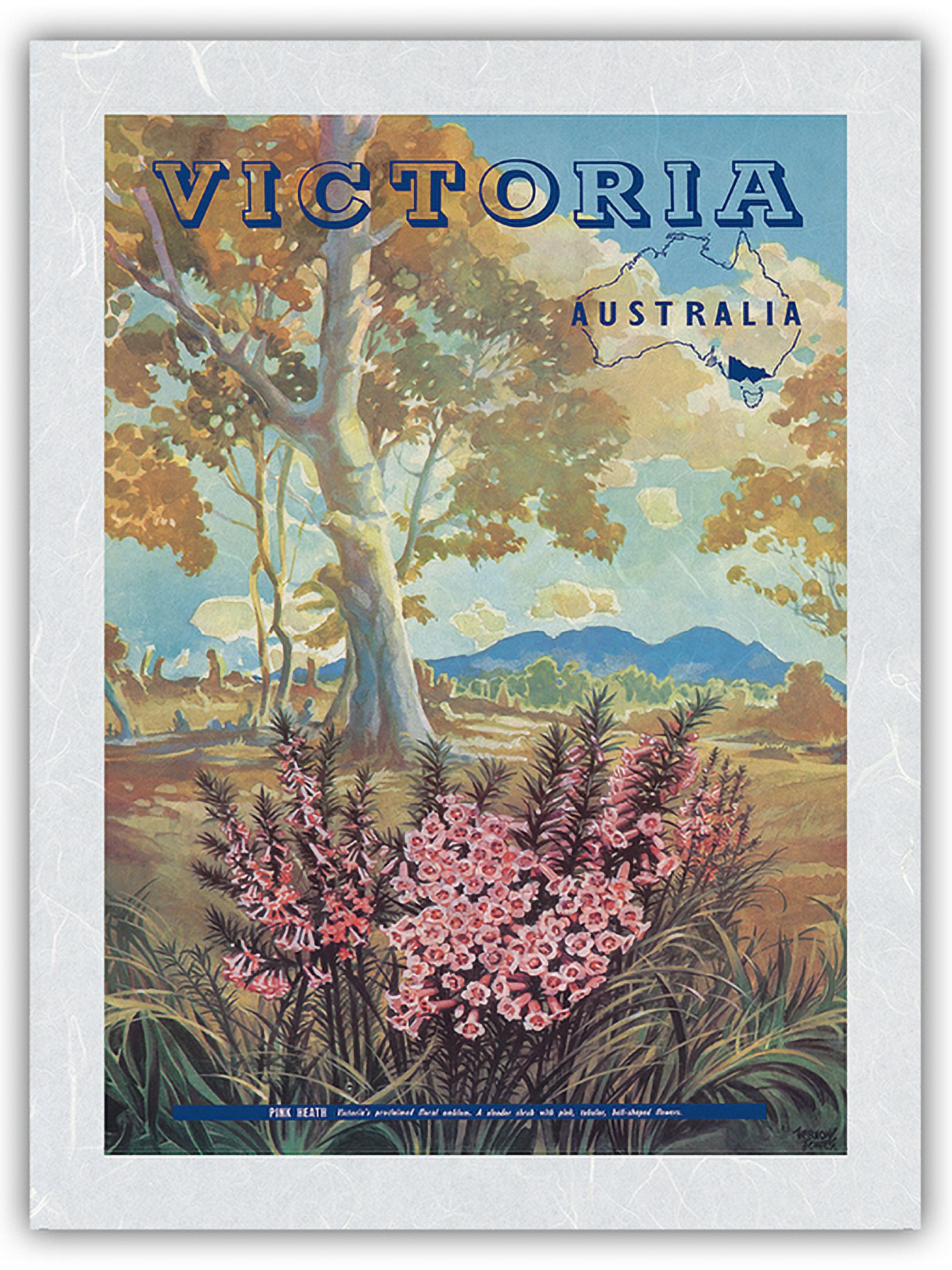 Victoria Australia - Pink Heath Flower - Floral Emblem of Victoria ...