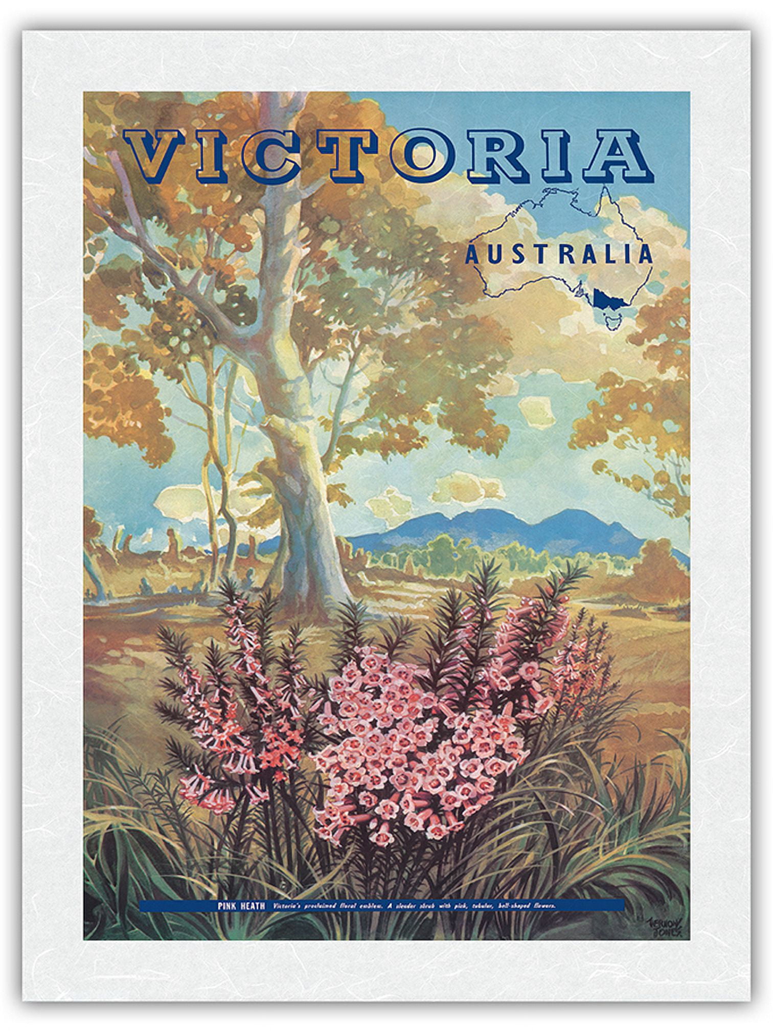 Victoria Australia - Pink Heath Flower - Floral Emblem of Victoria ...