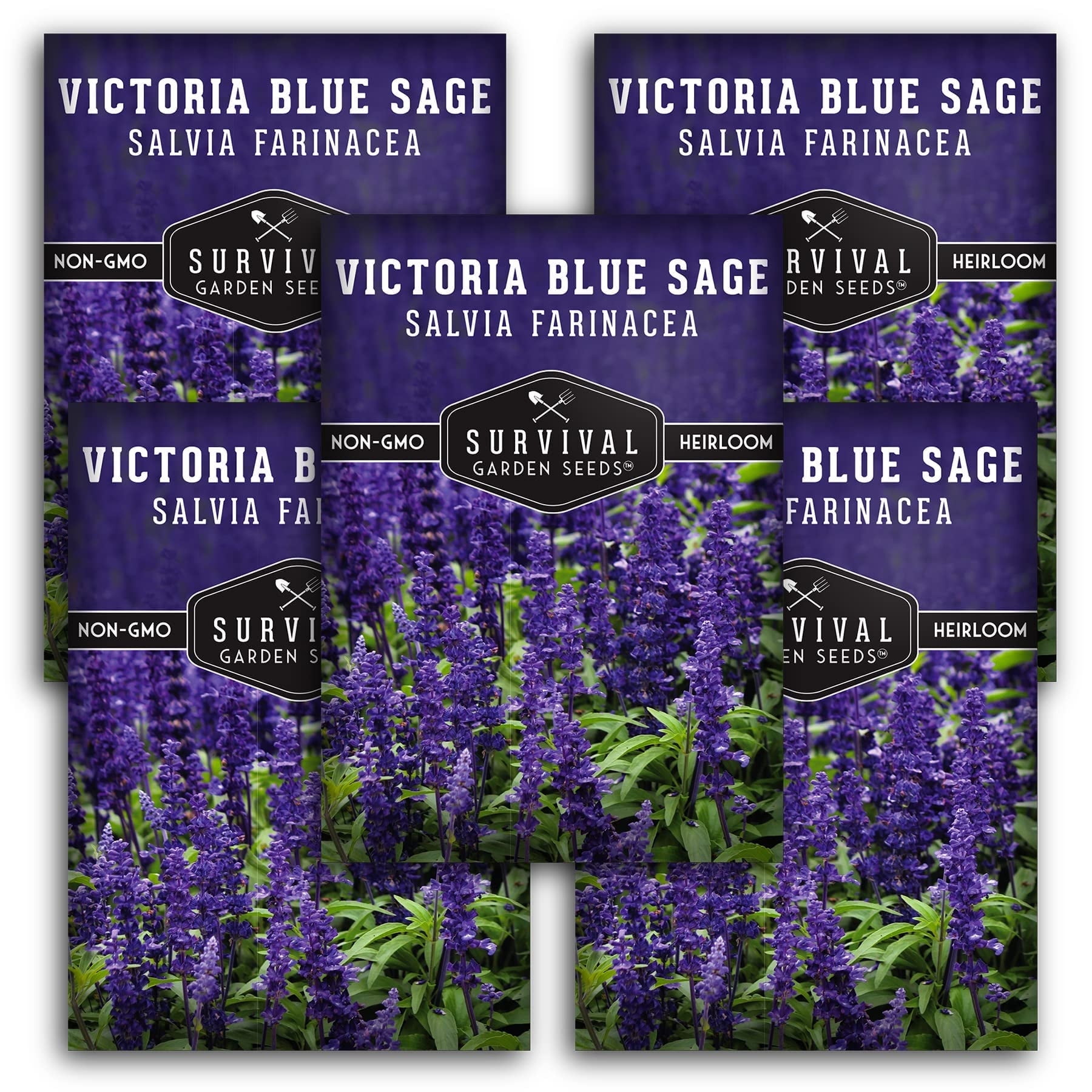 Victoria Blue Sage Seeds - 5 pack - Non-GMO Heirloom Full Sun Perennial ...