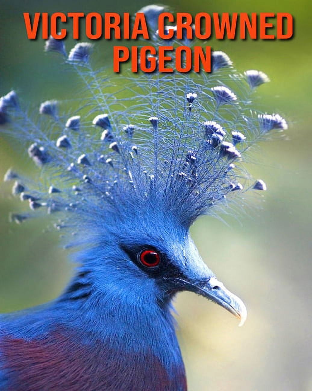 Blue Crowned Pigeon
