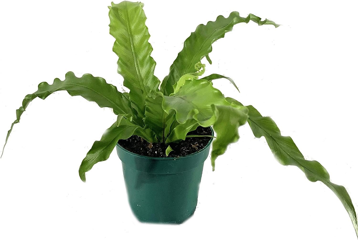 Victoria Japanese Birdsnest Fern - 3 Live Plants in 4 Inch Pots ...