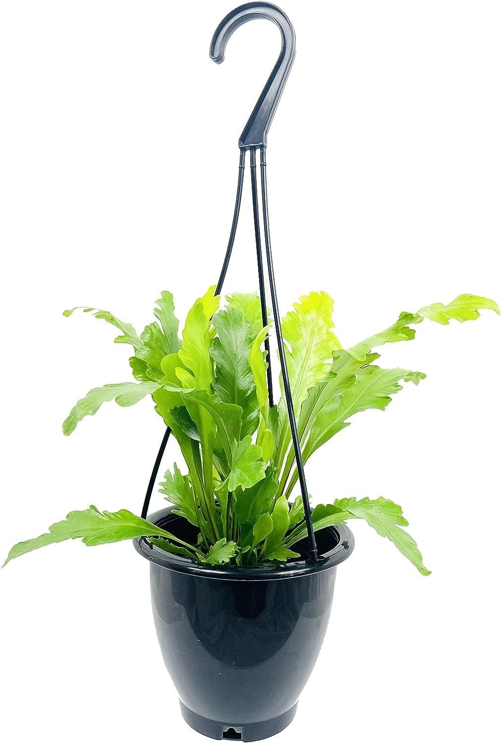 Victoria Japanese Birdsnest Fern Hanging Basket - Live Plant in a 4 ...