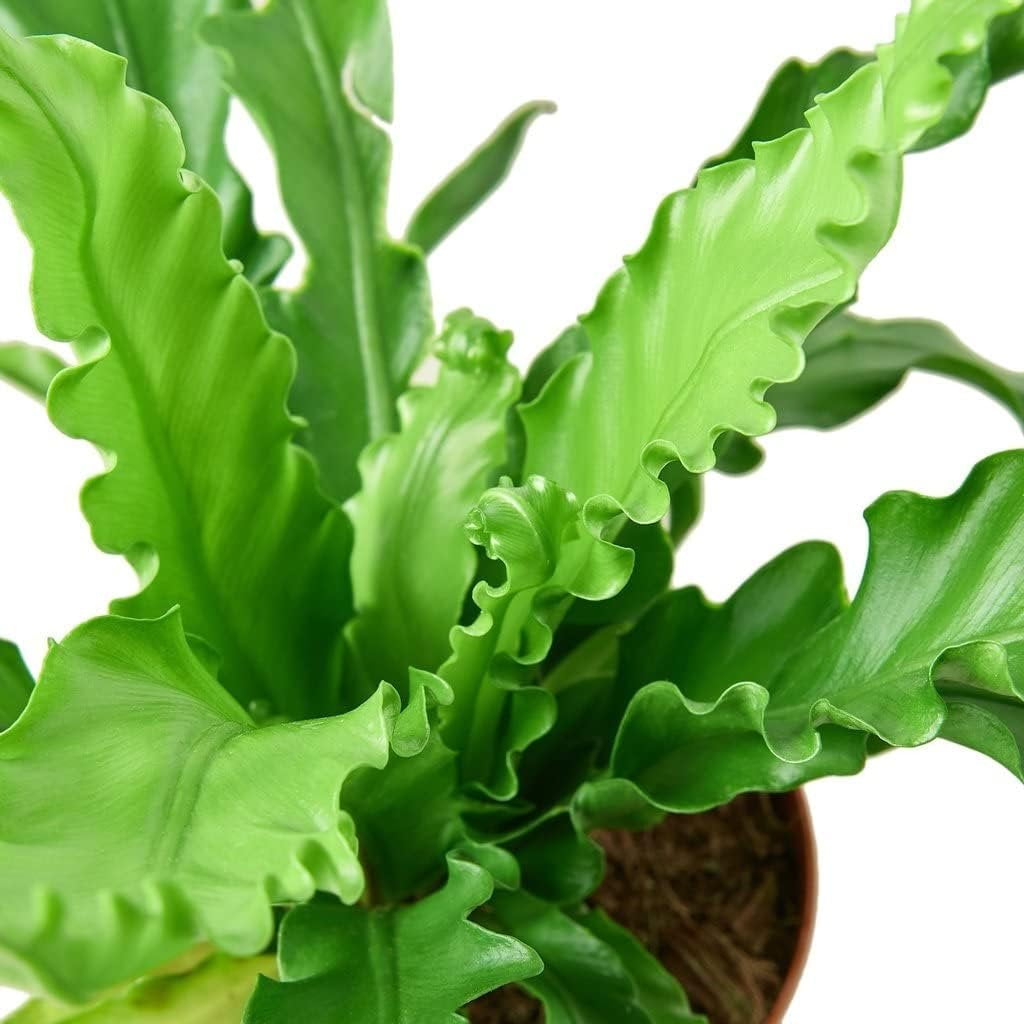 Victoria Japanese Birdsnest Fern - Live Plant in a 6 Inch Pot ...