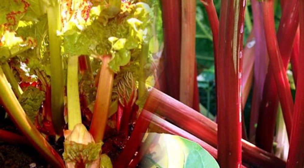 Victoria Red Rhubarb 4 Plants - Perennial - Walmart.com