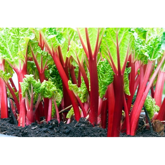 Victoria Rhubarb Crown for Planting - Large Heathly Root, Comes Back ...