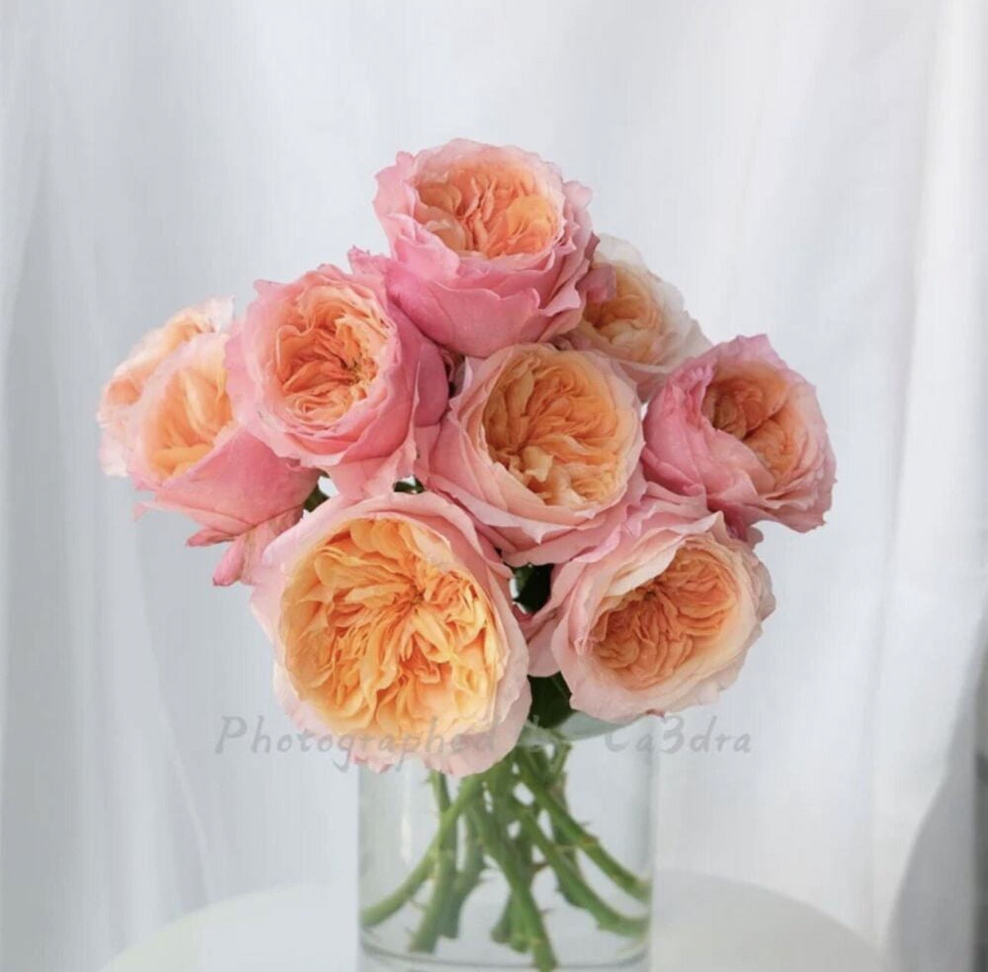 Victoria's Secret Rose 5-Gal Live Bush Plants Roses - Walmart.com