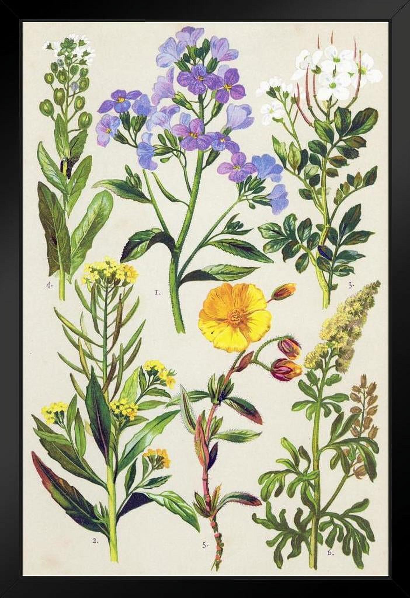 Victorian Illustration Medicinal and Herbal Plants Flowers Plant Room ...