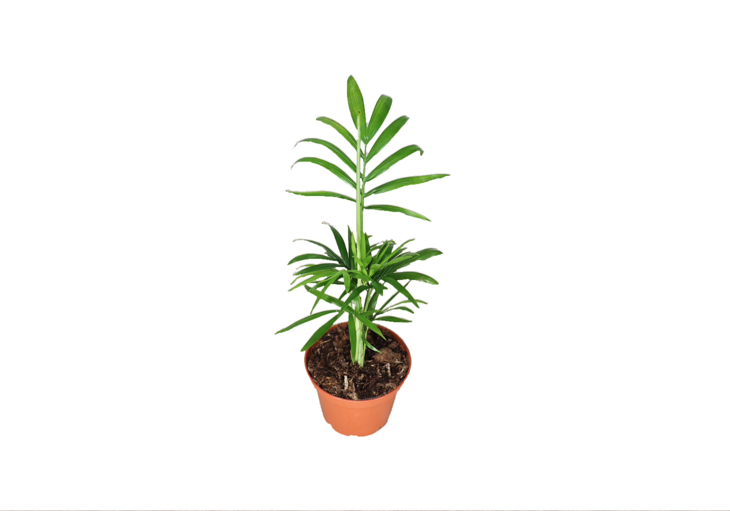 California Tropicals Victorian Parlor Palm Live Plant - Walmart.com