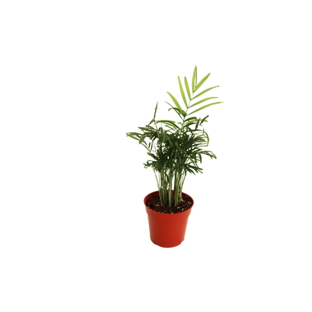 Victorian Parlor Palm (Neanthe Bella Palm) - 4'' from California ...