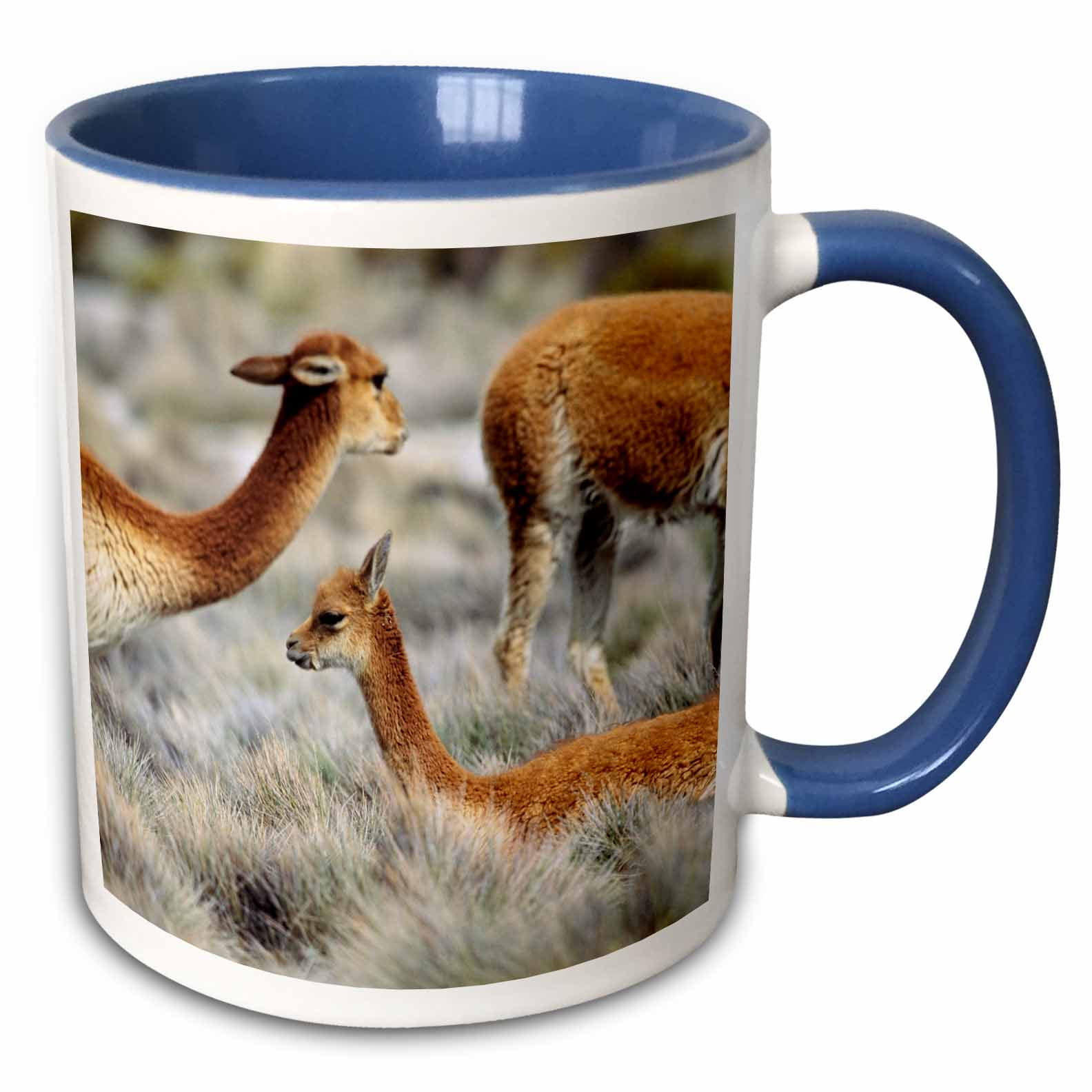 Vicuna wildlife, Altiplano, Chile - SA05 MZW0083 - Martin Zwick 15oz ...