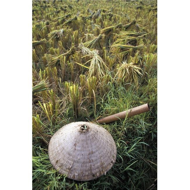 Vietnamese Conical Hat & Rice Cutting Tool In Field Poster Print, 12 x ...