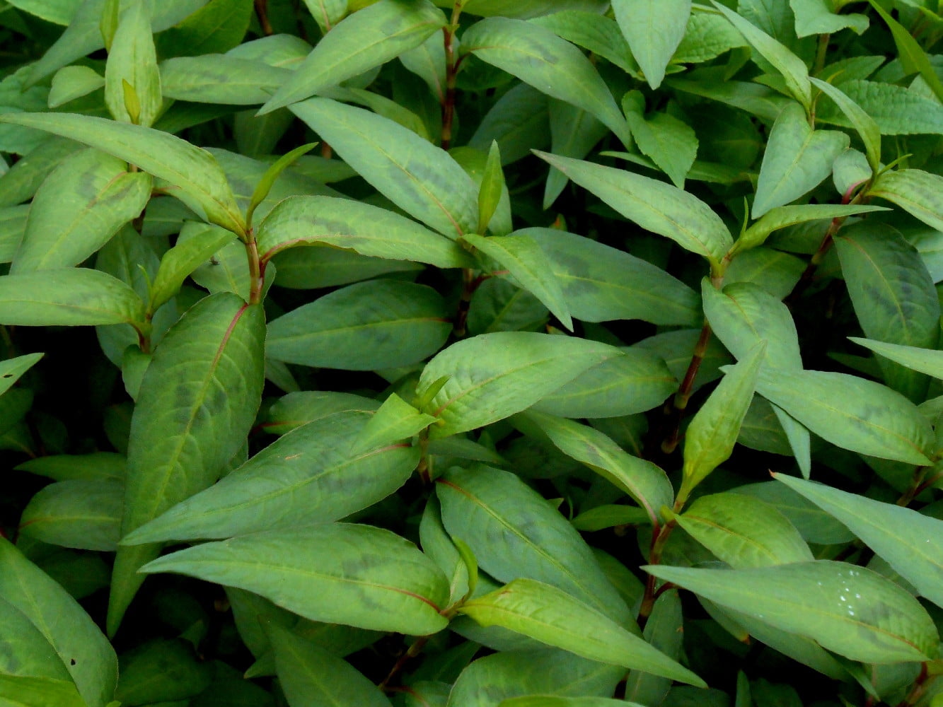 Vietnamese Coriander Plant - rau ram - daun kesom - 3" Pot - Walmart.com