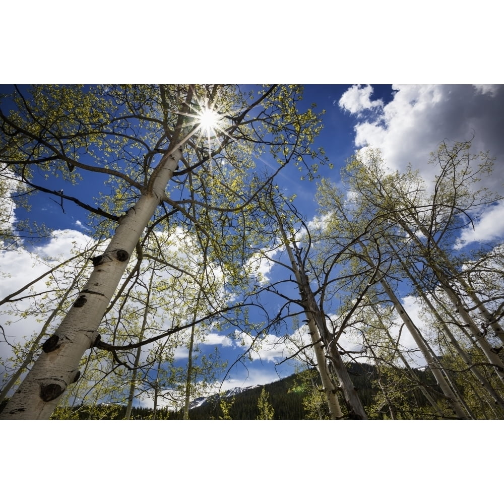 View up through aspen trees with the sun streaming through the upper ...