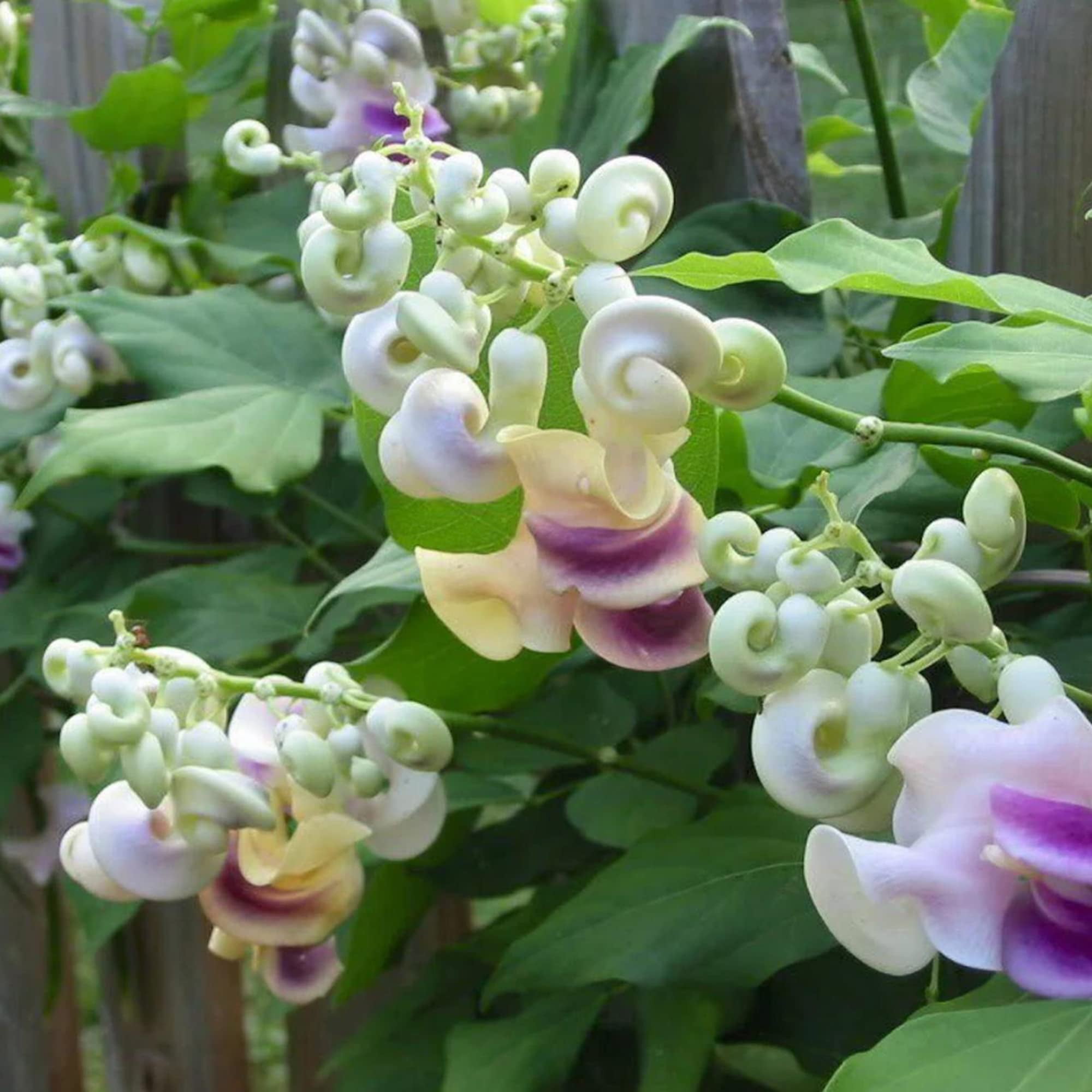 Vigna Caracalla Seeds Corkscrew Flower, Snail Vine MHD1Climbing ...