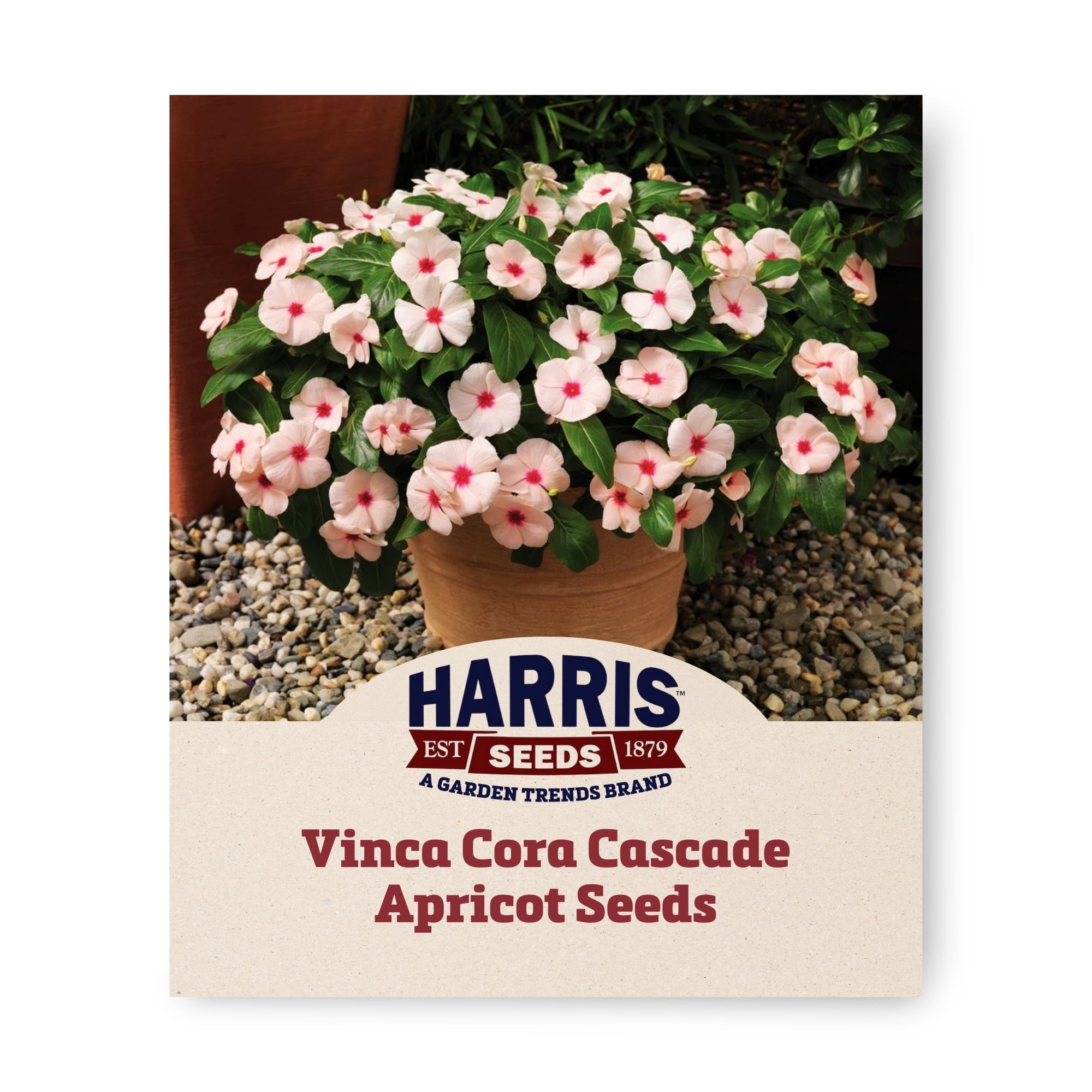 Cora Cascade Apricot F1 Flower Seeds, Sunlight Planting, Vinca Hybrid ...