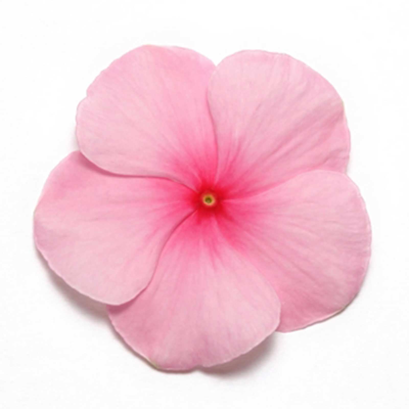 Mountain Valley Seed Company Pacifica XP Series 1000 Vinca Flower Seeds ...