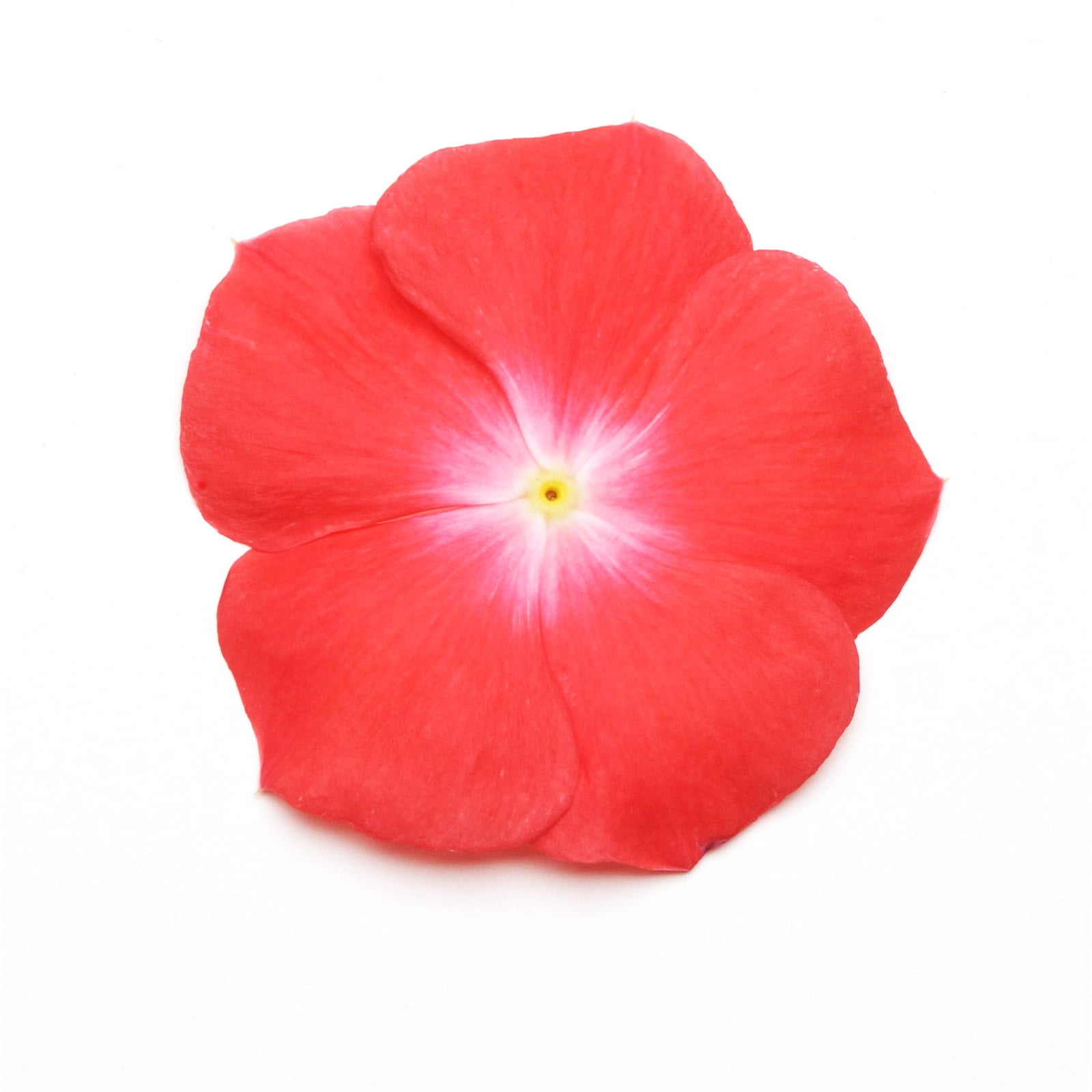 Vinca Flower Garden Seeds - Pacifica XP Series - Orange - 1000 Seeds ...