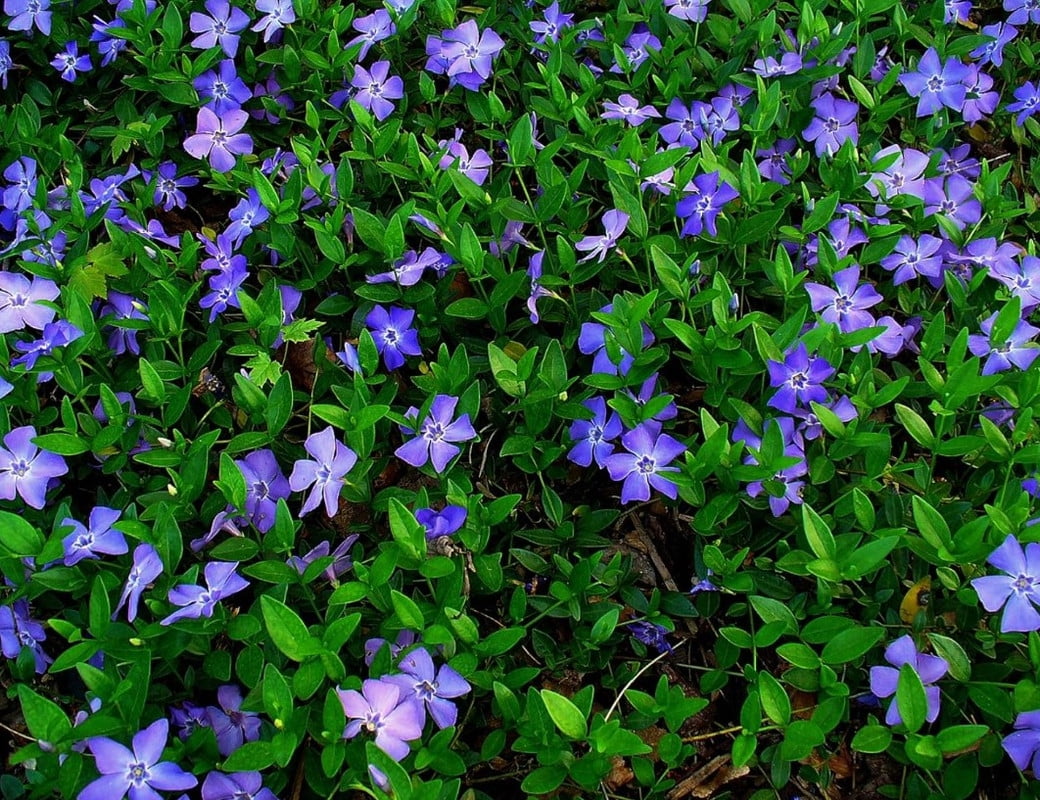 Vinca Minor Periwinkle Plant in 4" Pot - Evergreen Ground Cover - Hardy ...