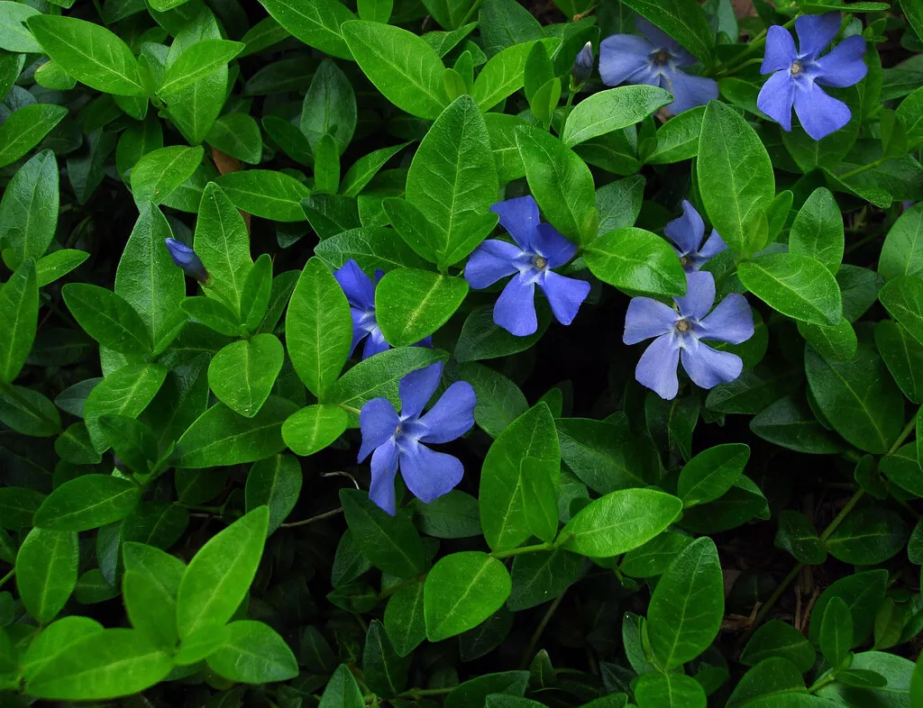 Vinca Minor Plants in 4 Inches Pot, Ground Cover Plant Live for Garden ...