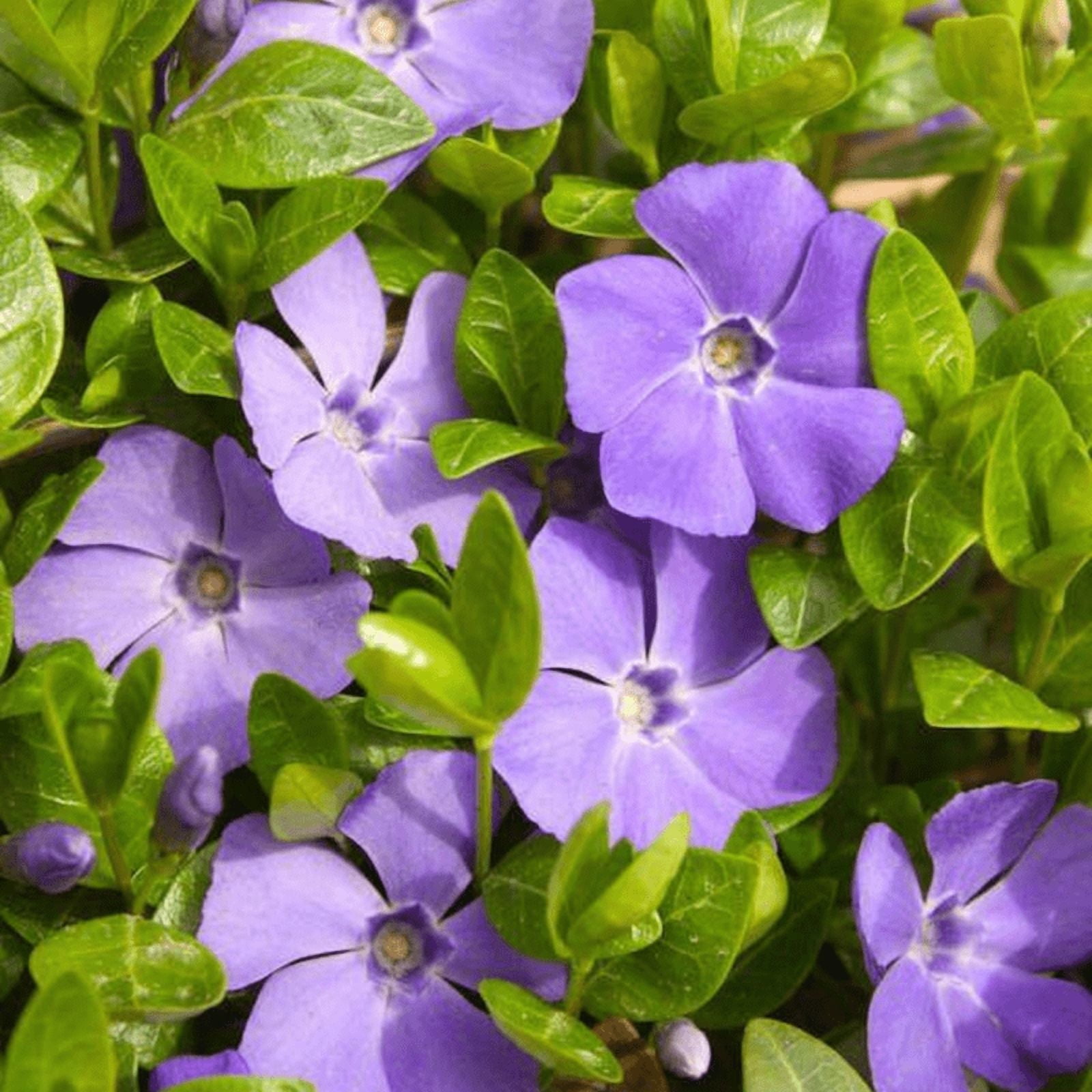 Vinca Minor Vine Live Plant, Growing Planting Outdoor, 4'' in Pot ...