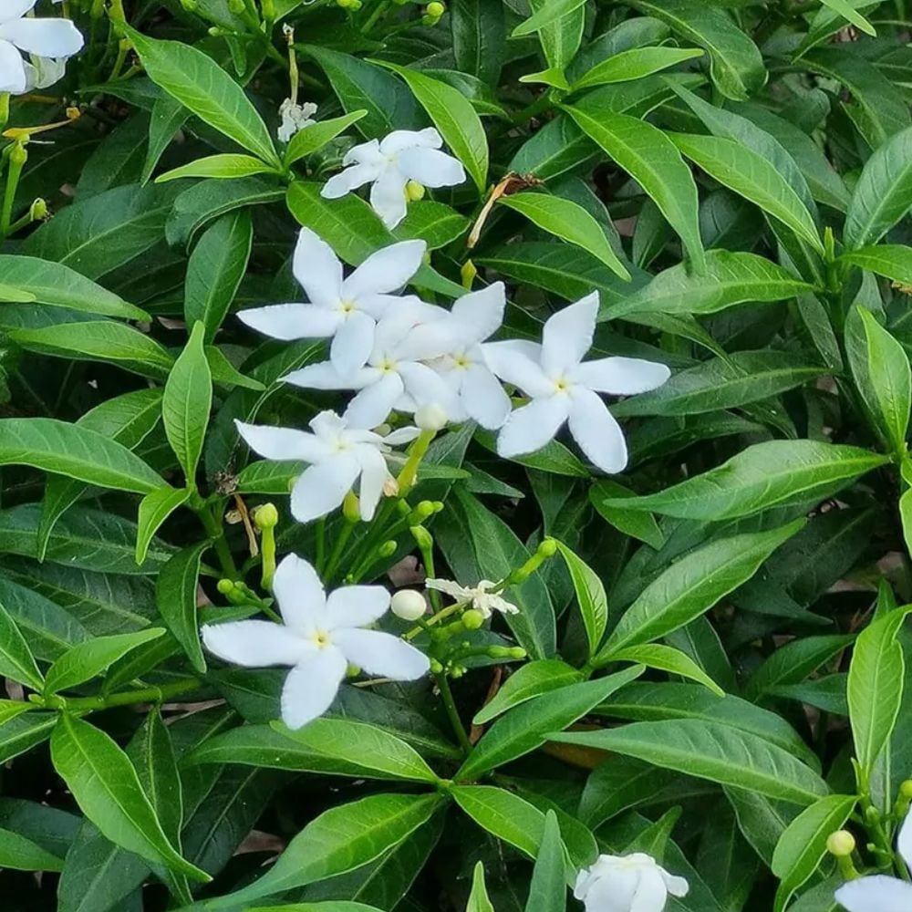 Vine Downey Jasmine Plant Live For Trellises And Gardens Fragrant