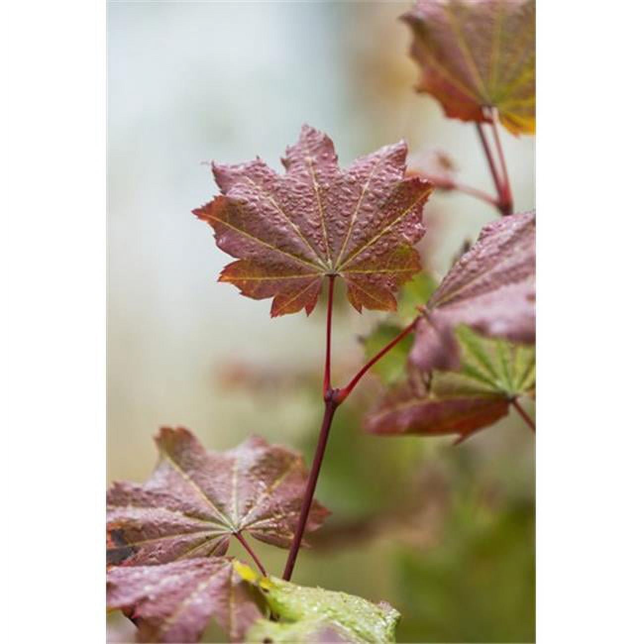 Vine Maple Grows in Lewis & Clark National Historic Park - Astoria ...