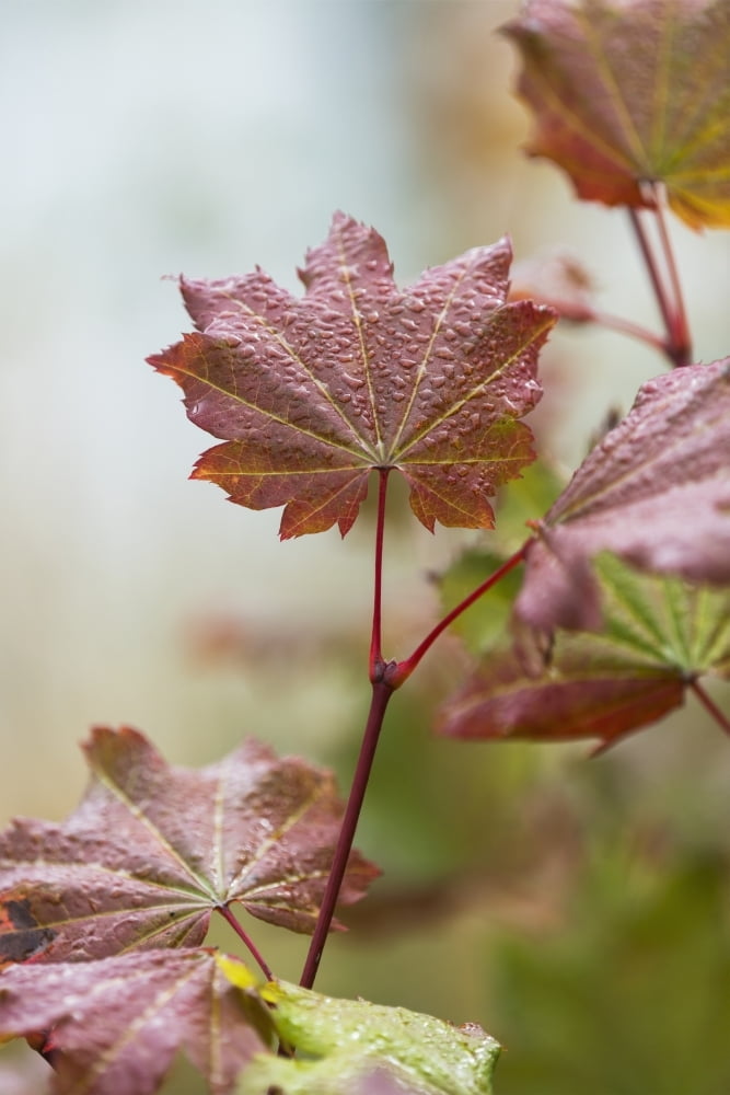 Vine Maple grows in Lewis and Clark National Historic Park; Astoria ...