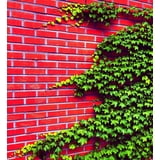 Vine Seeds for Planting - Grow Amazing Vines for Landscaping, Wall or ...