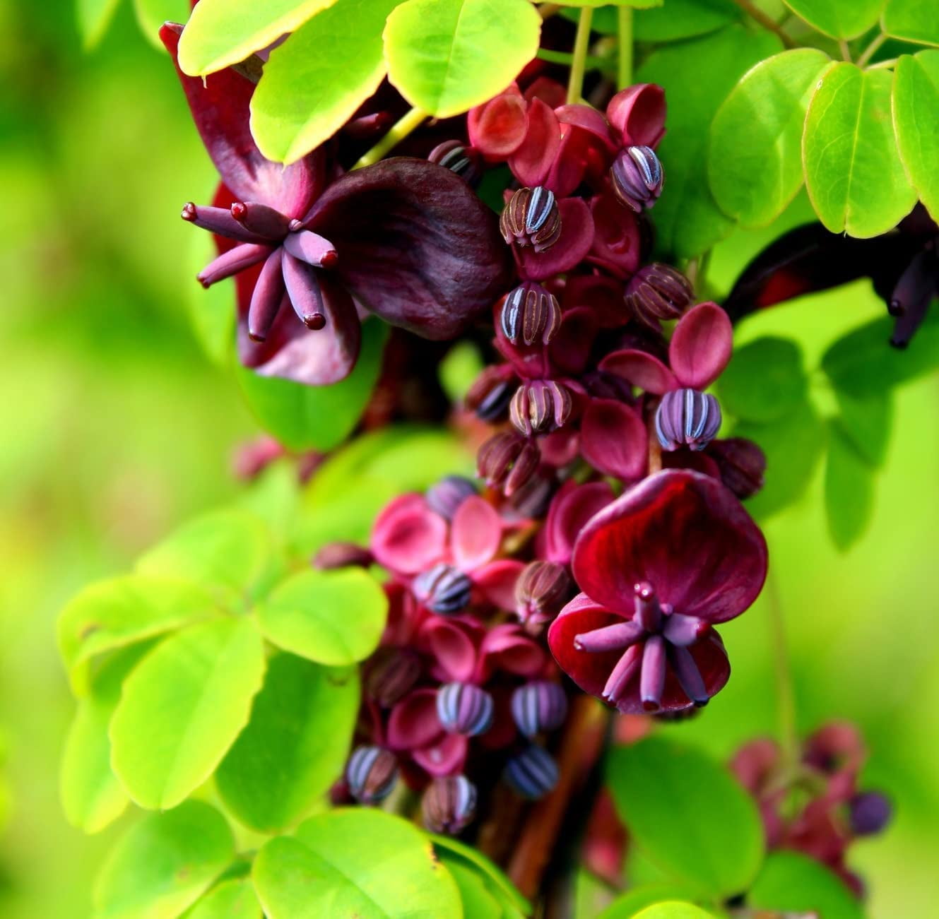 CZ Grain Chocolate Vine Seeds, Vines for Landscaping - Walmart.com
