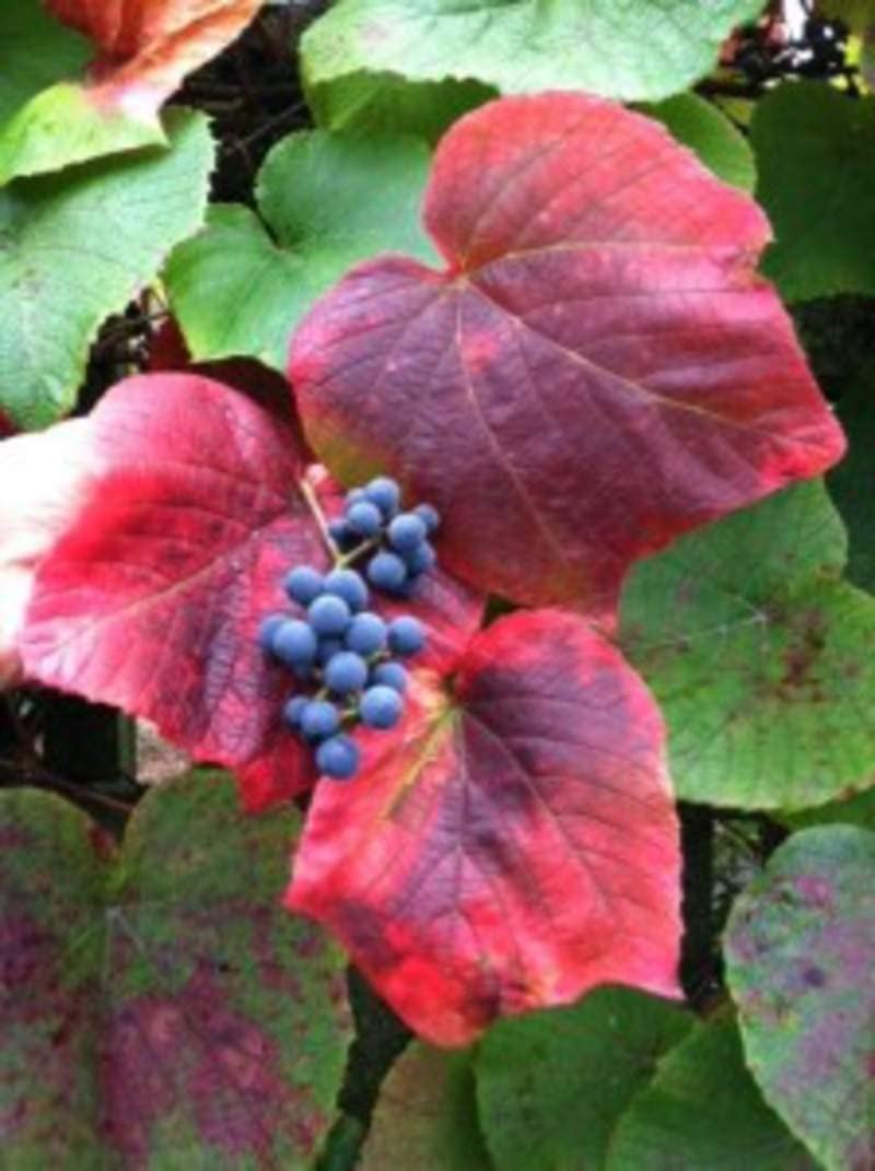 Vine Seeds for Planting - Grow Amazing Vines for Landscaping, Wall or ...